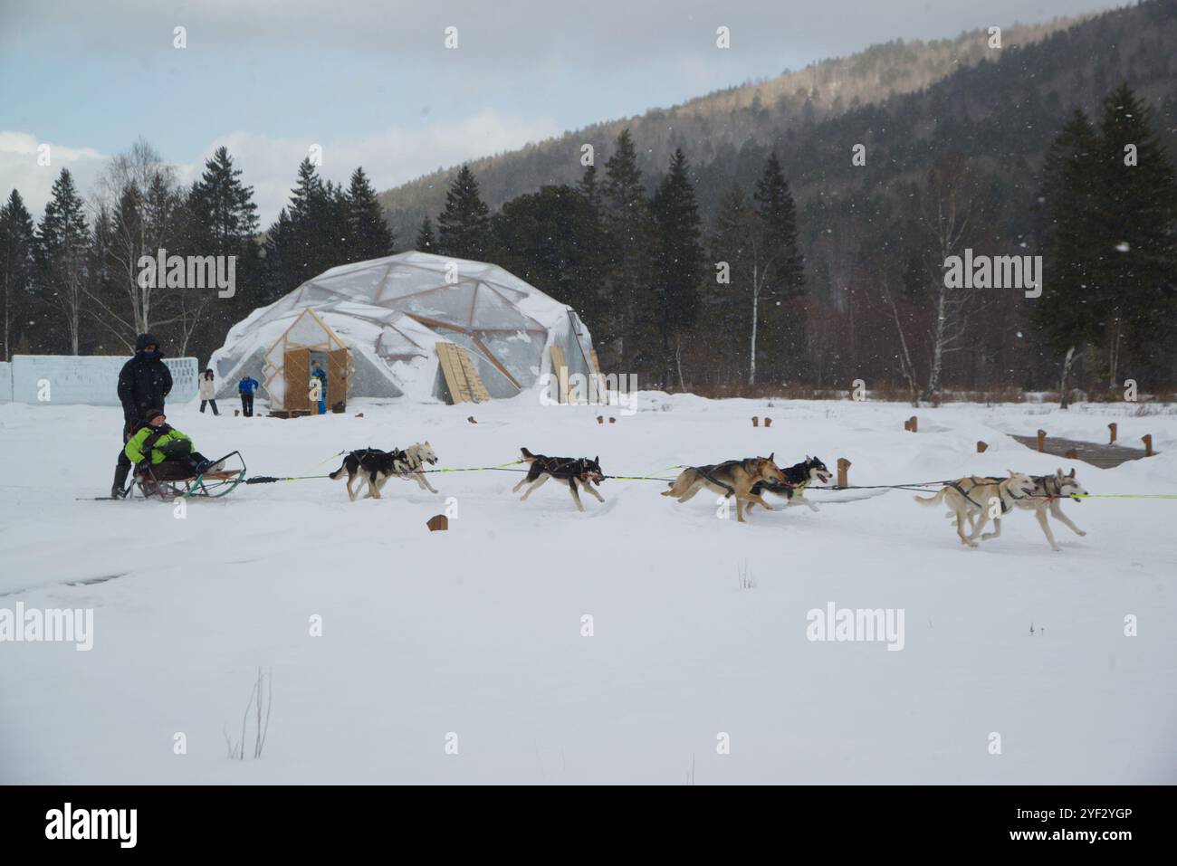 A dog sled at Baikal Dog Sledding Centre. The dog breeds used are the ...