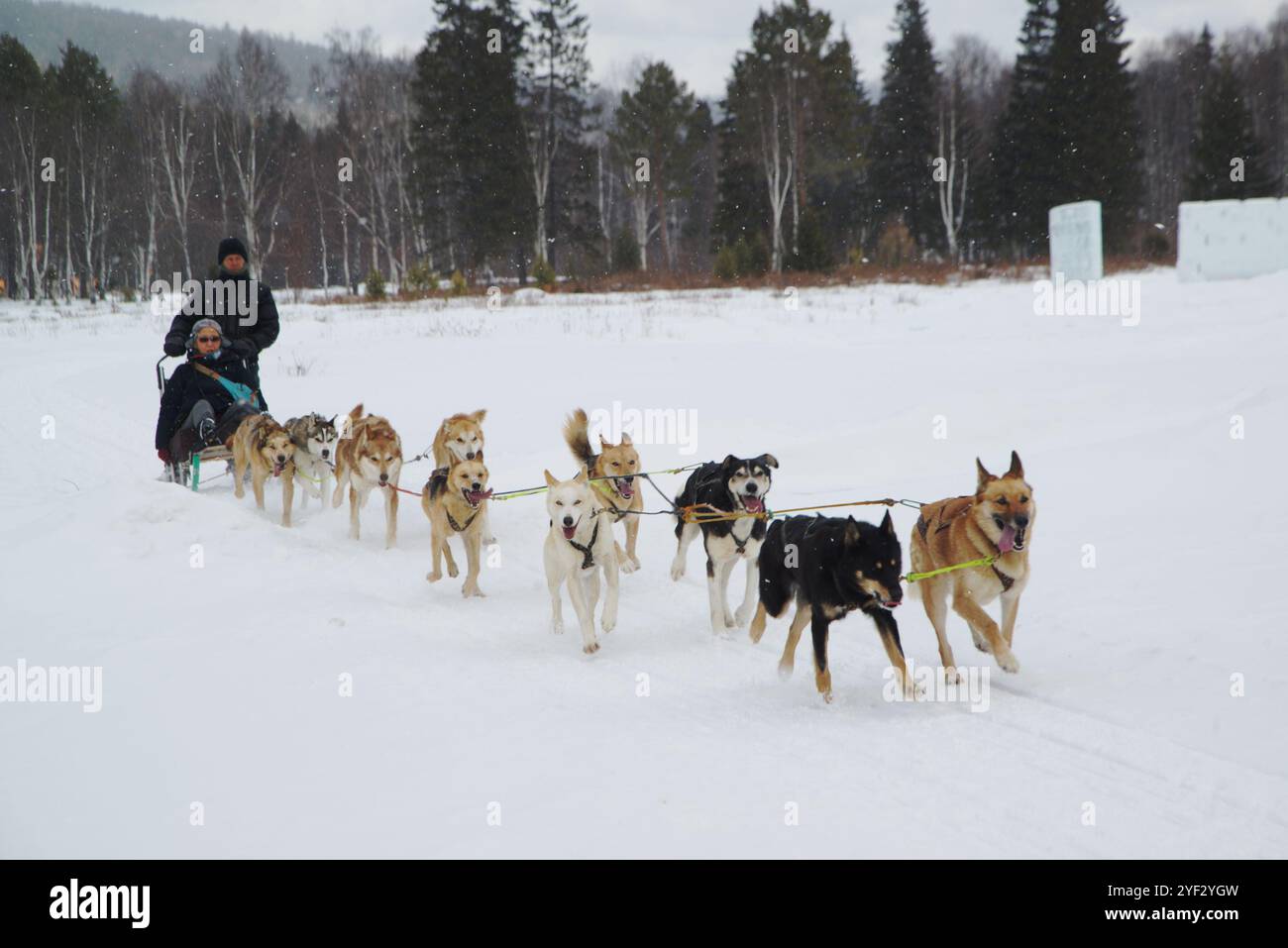 A dog sled at Baikal Dog Sledding Centre. The dog breeds used are the ...