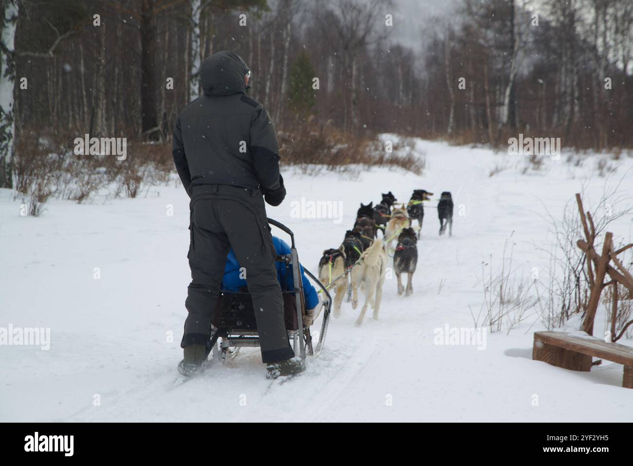 A dog sled at Baikal Dog Sledding Centre. The dog breeds used are the ...