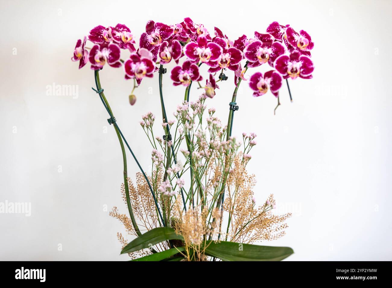 Beautiful Brazilian tropical orchid flowers Stock Photo - Alamy