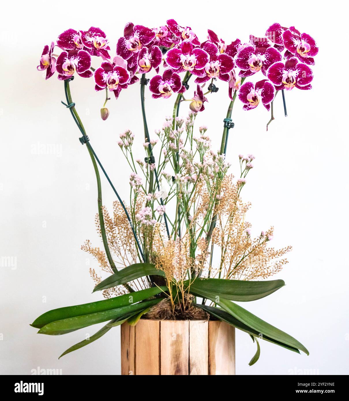 Beautiful Brazilian tropical orchid flowers Stock Photo - Alamy