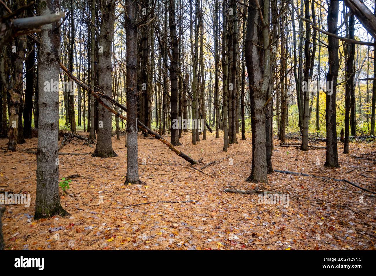 Array of pine tree troncs in the forest with leaves on the ground Stock ...