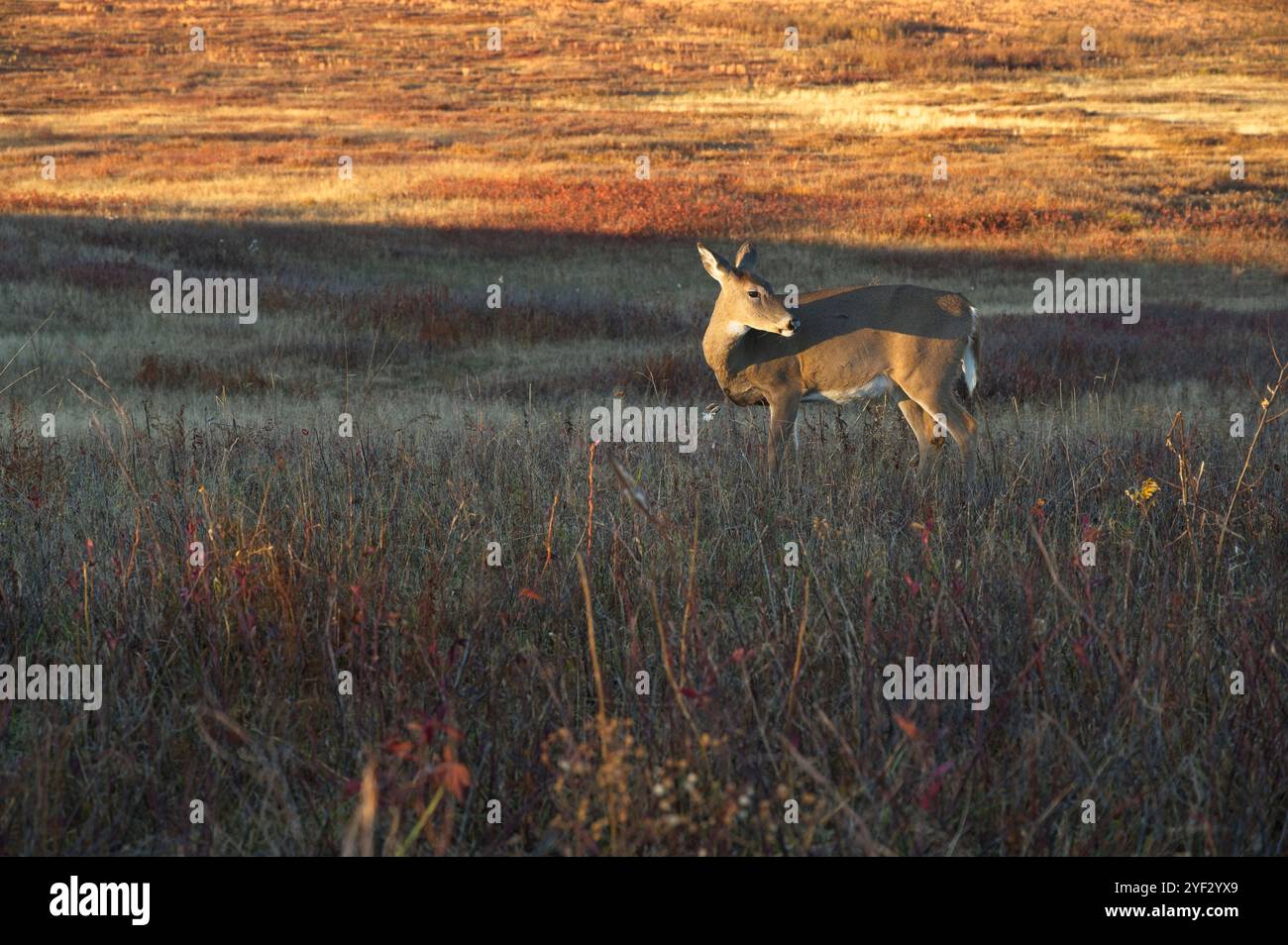 United States: 10-31-2024: Whitetail deer :: Odocoileus virginianus ...