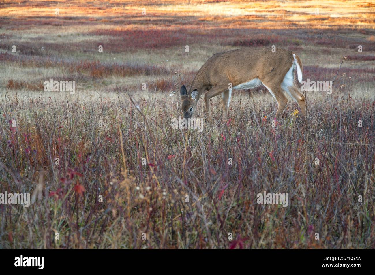 United States: 10-31-2024: Whitetail deer :: Odocoileus virginianus ...