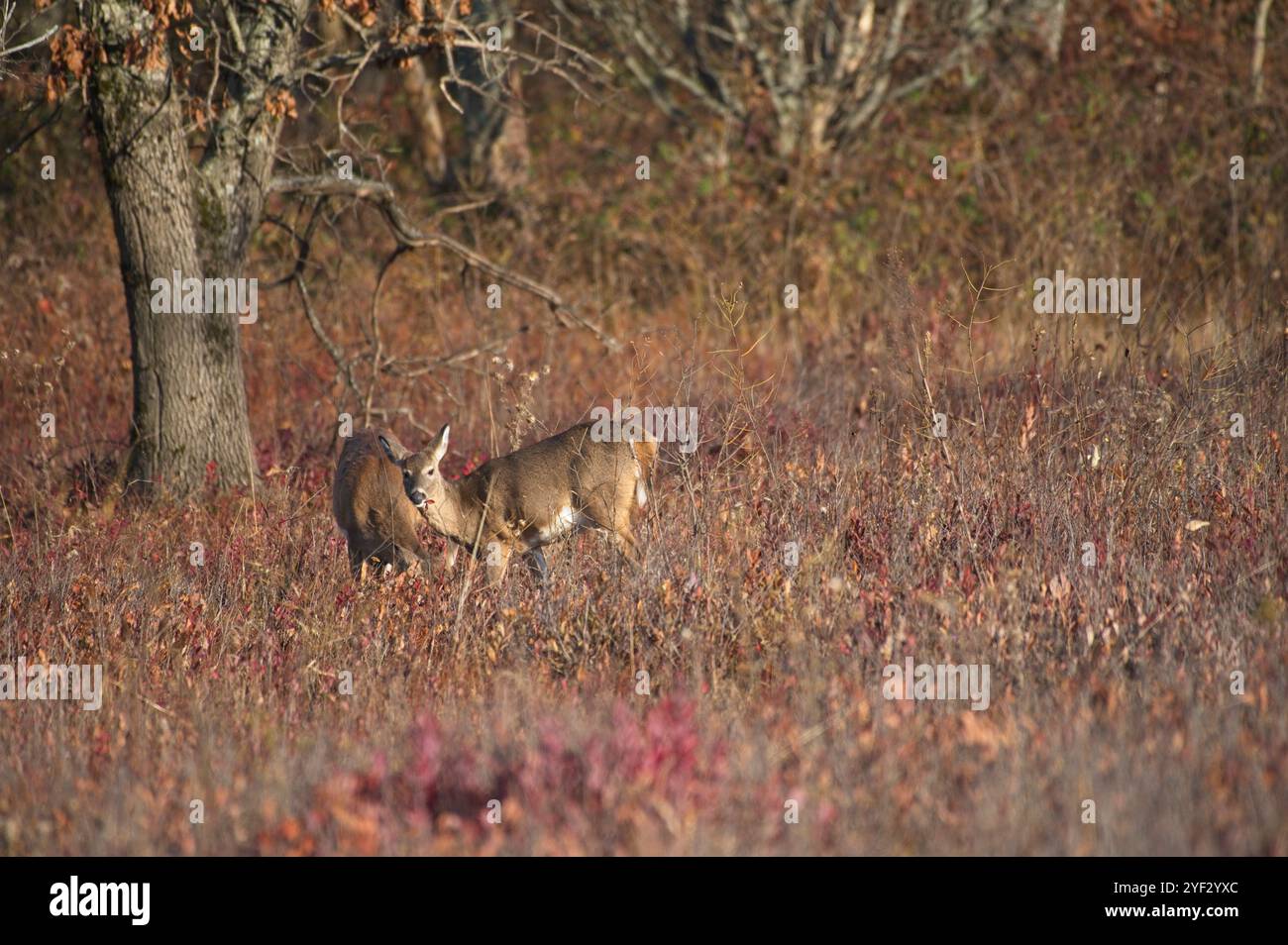 United States: 10-31-2024: Whitetail deer :: Odocoileus virginianus ...