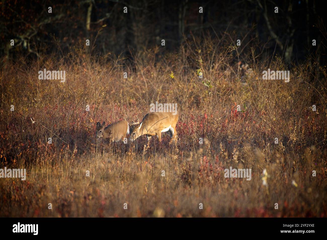 United States: 10-31-2024: Whitetail deer :: Odocoileus virginianus ...