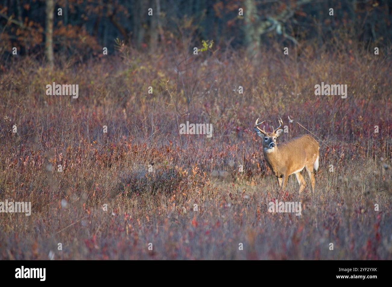 United States: 10-31-2024: Whitetail deer :: Odocoileus virginianus ...