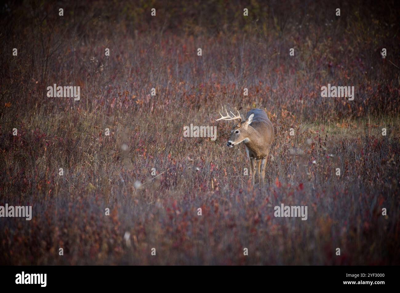 United States: 10-31-2024: Whitetail deer :: Odocoileus virginianus ...