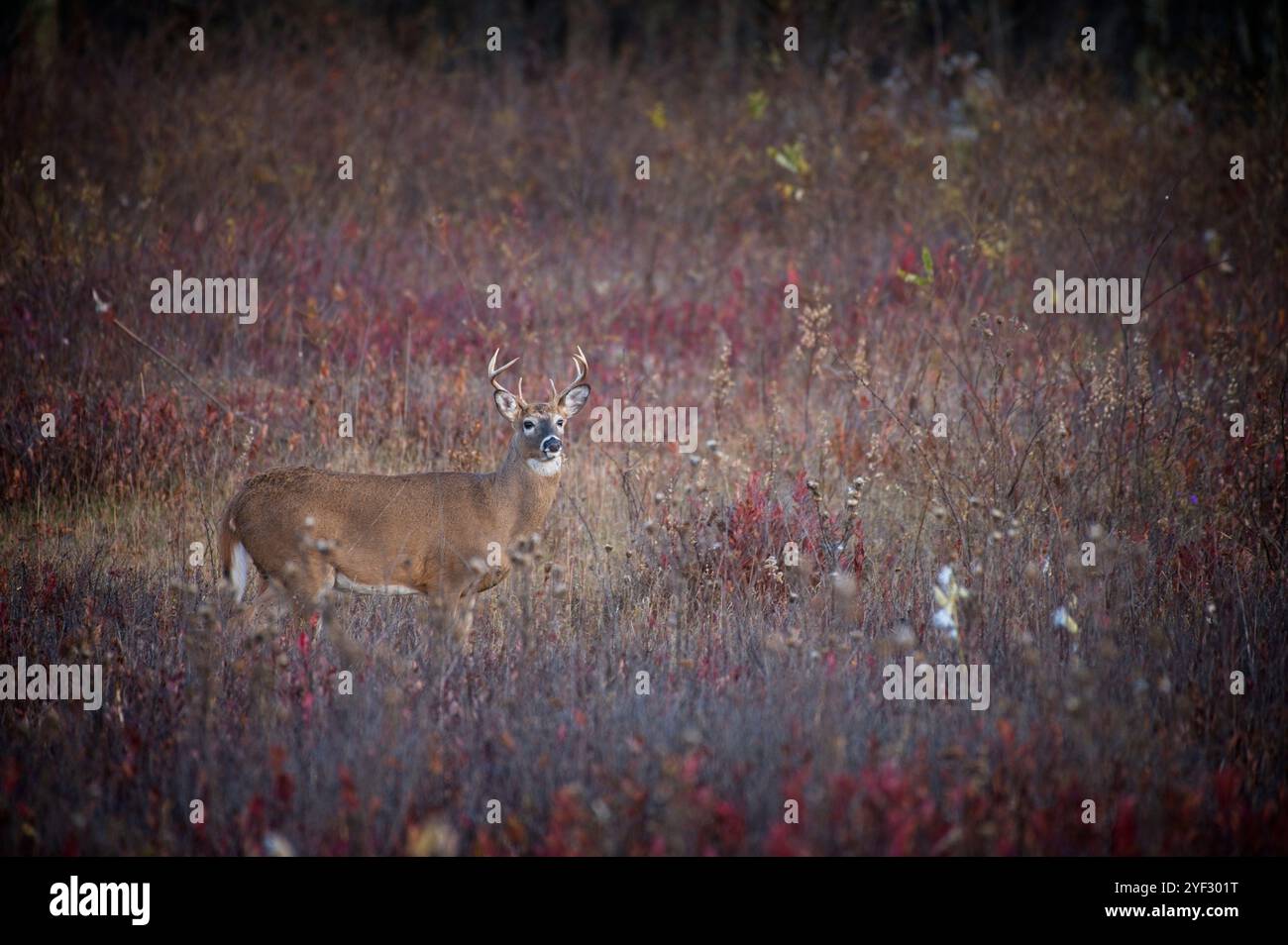 United States: 10-31-2024: Whitetail deer :: Odocoileus virginianus ...