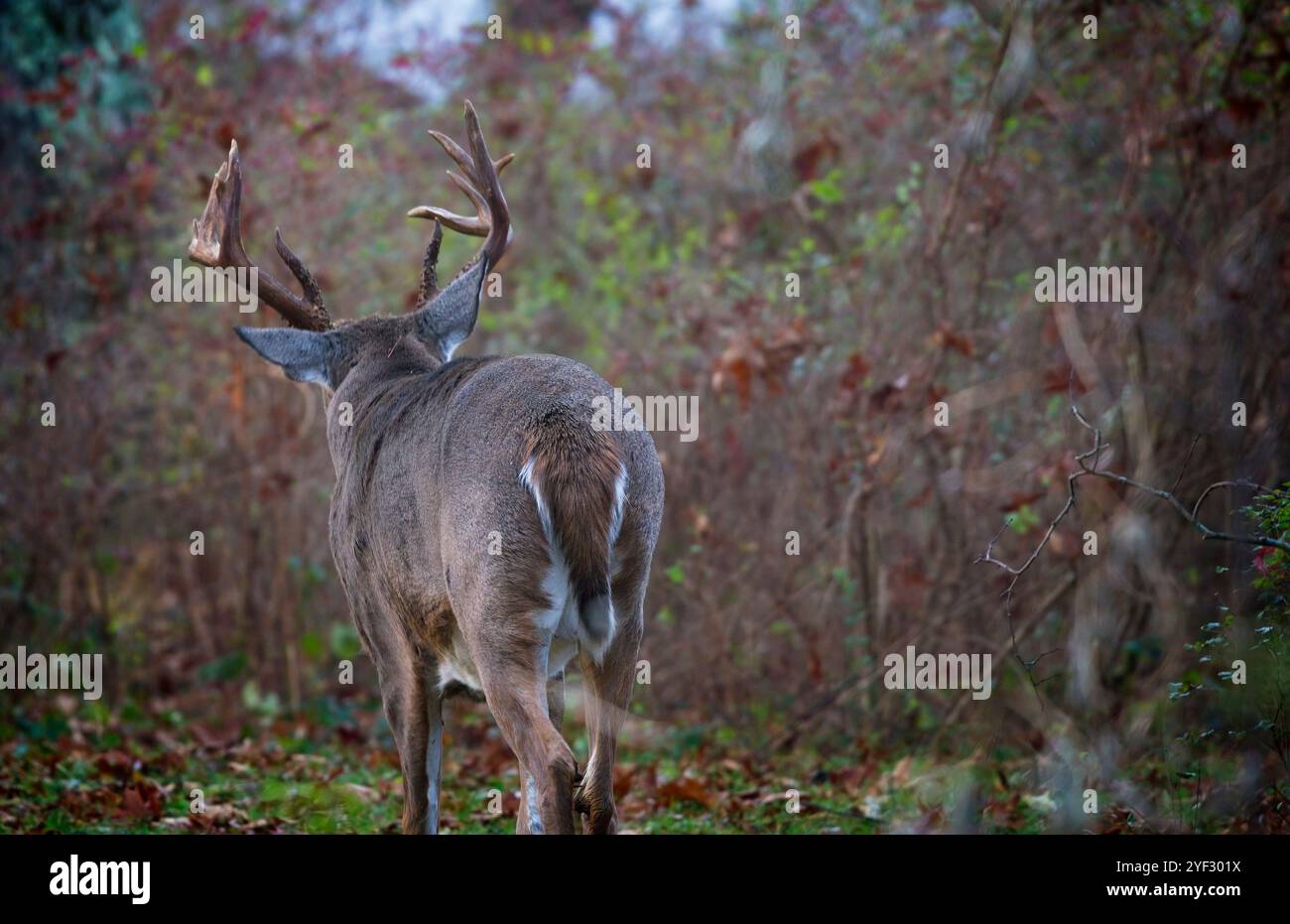 United States: 10-31-2024: Whitetail deer :: Odocoileus virginianus ...
