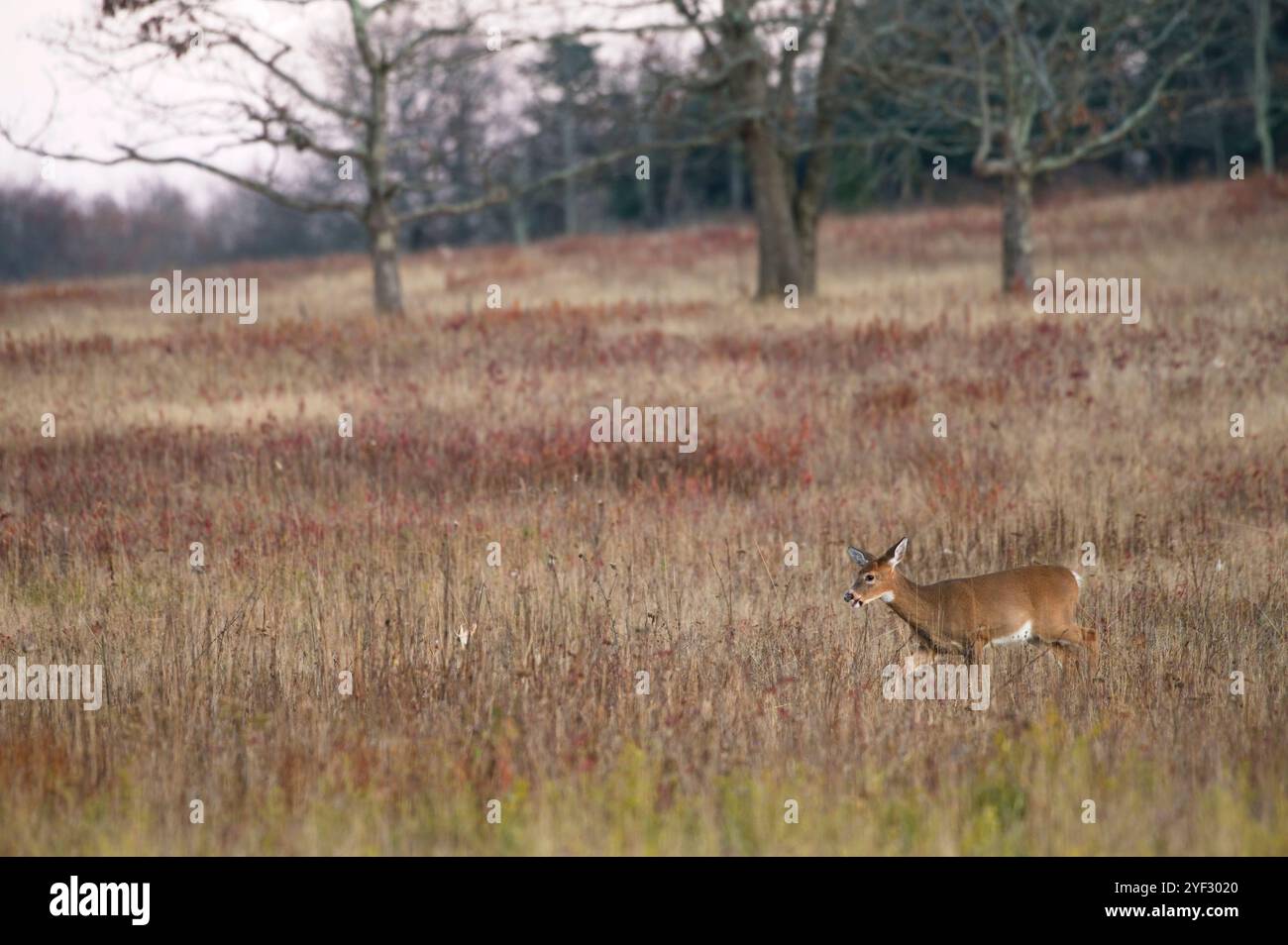 United States: 10-31-2024: Whitetail deer :: Odocoileus virginianus ...
