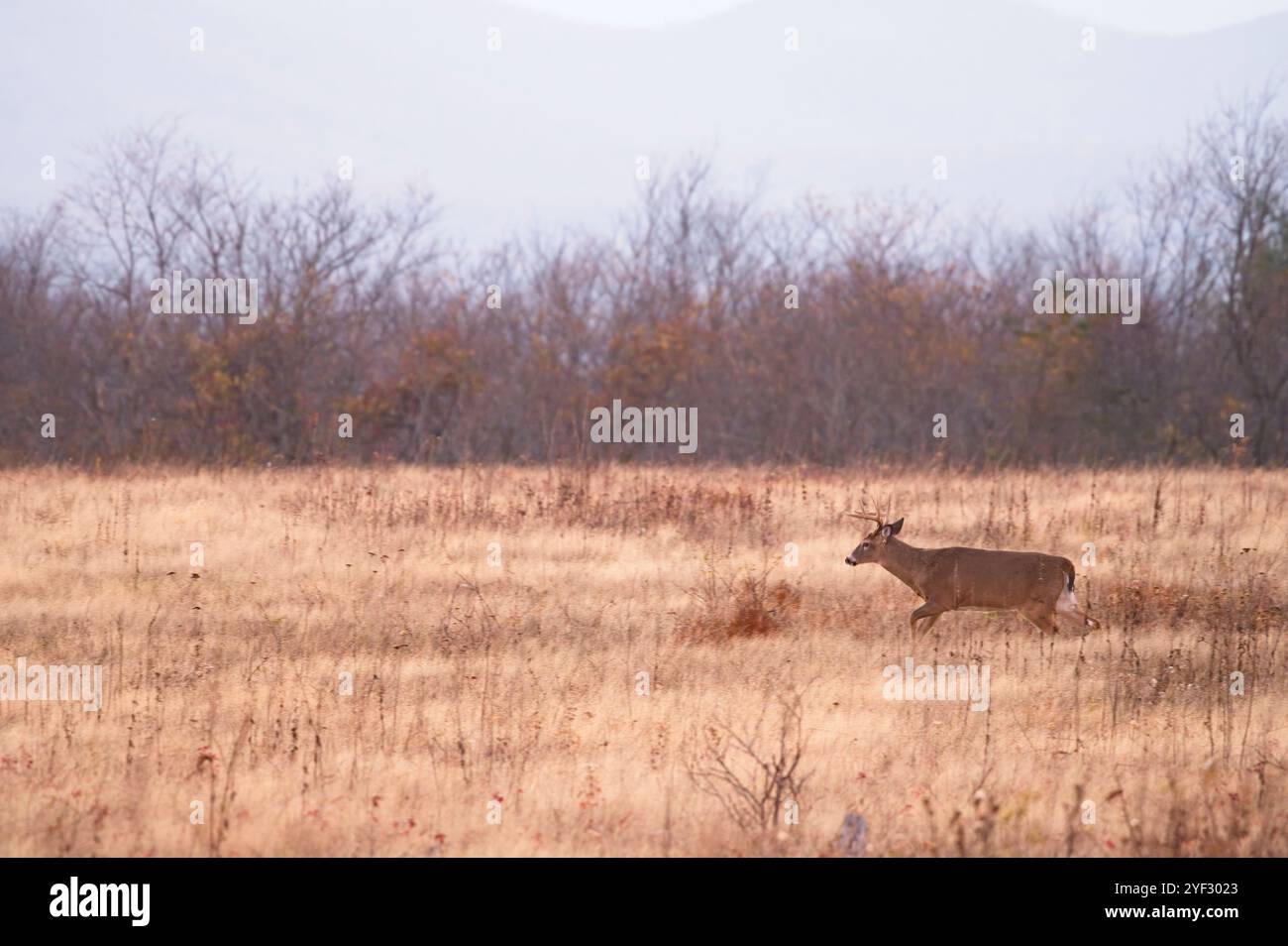 United States: 10-31-2024: Whitetail deer :: Odocoileus virginianus ...