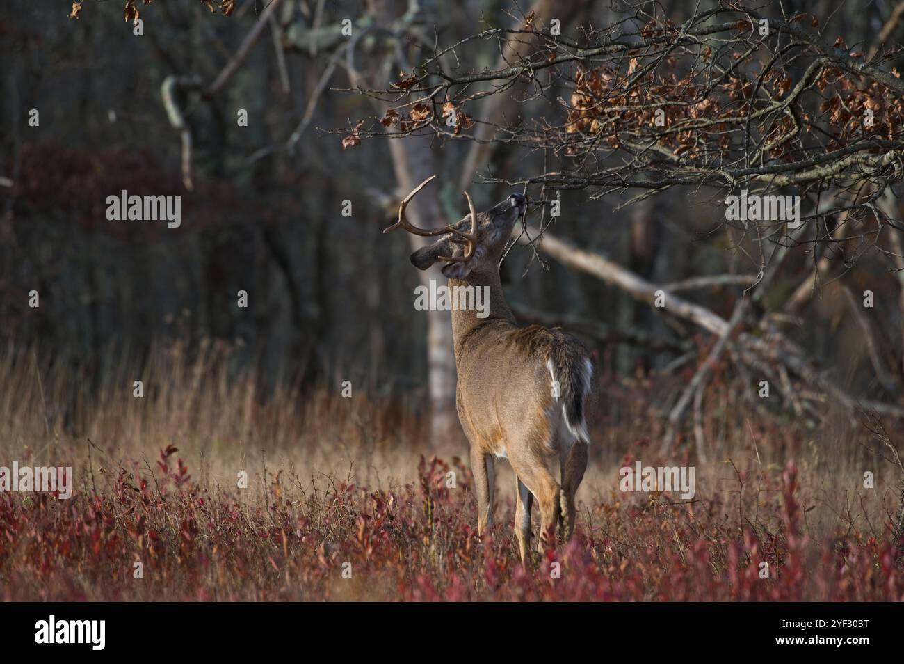 United States: 10-31-2024: Whitetail deer :: Odocoileus virginianus ...