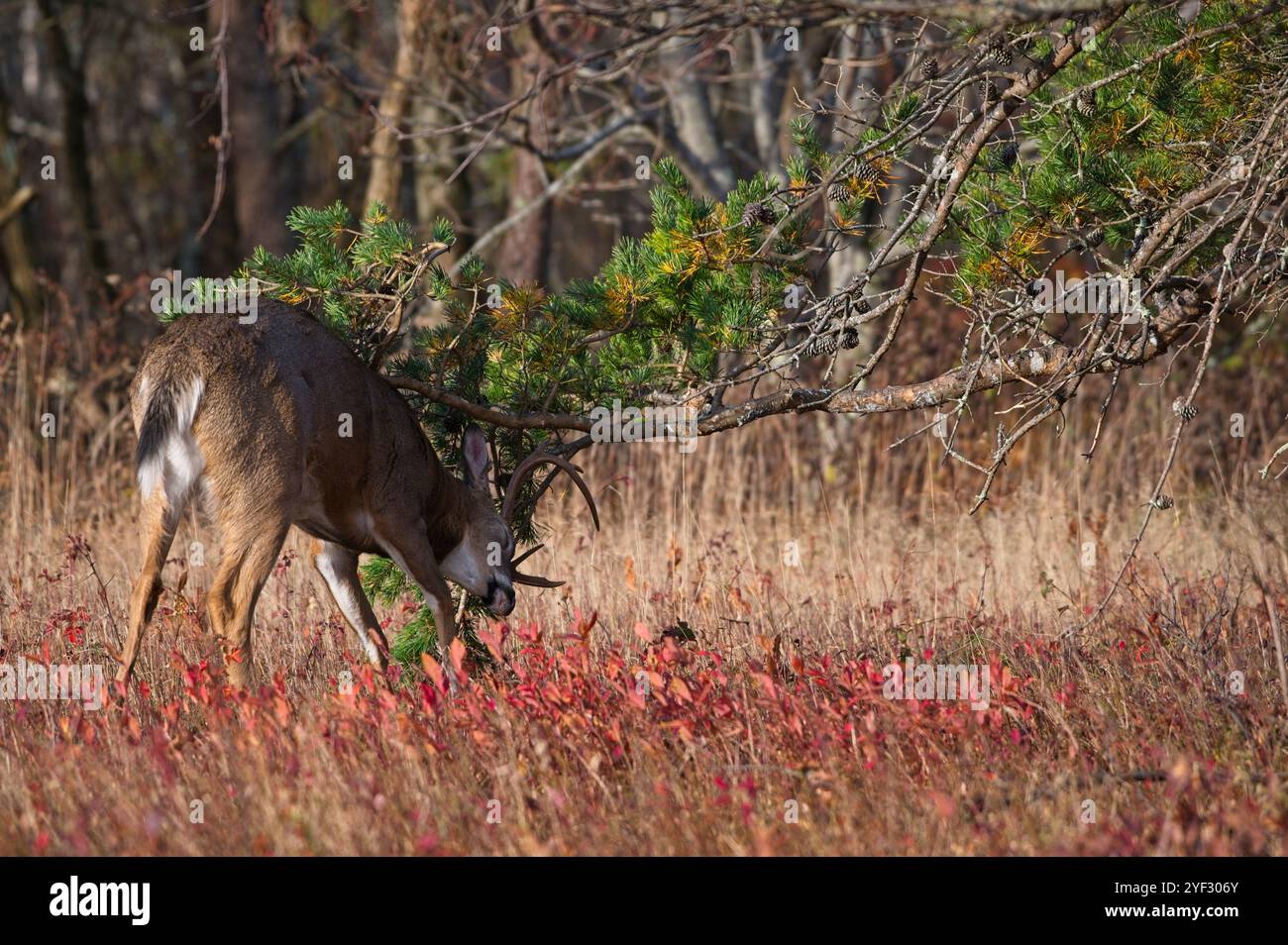 United States: 10-31-2024: Whitetail deer :: Odocoileus virginianus ...