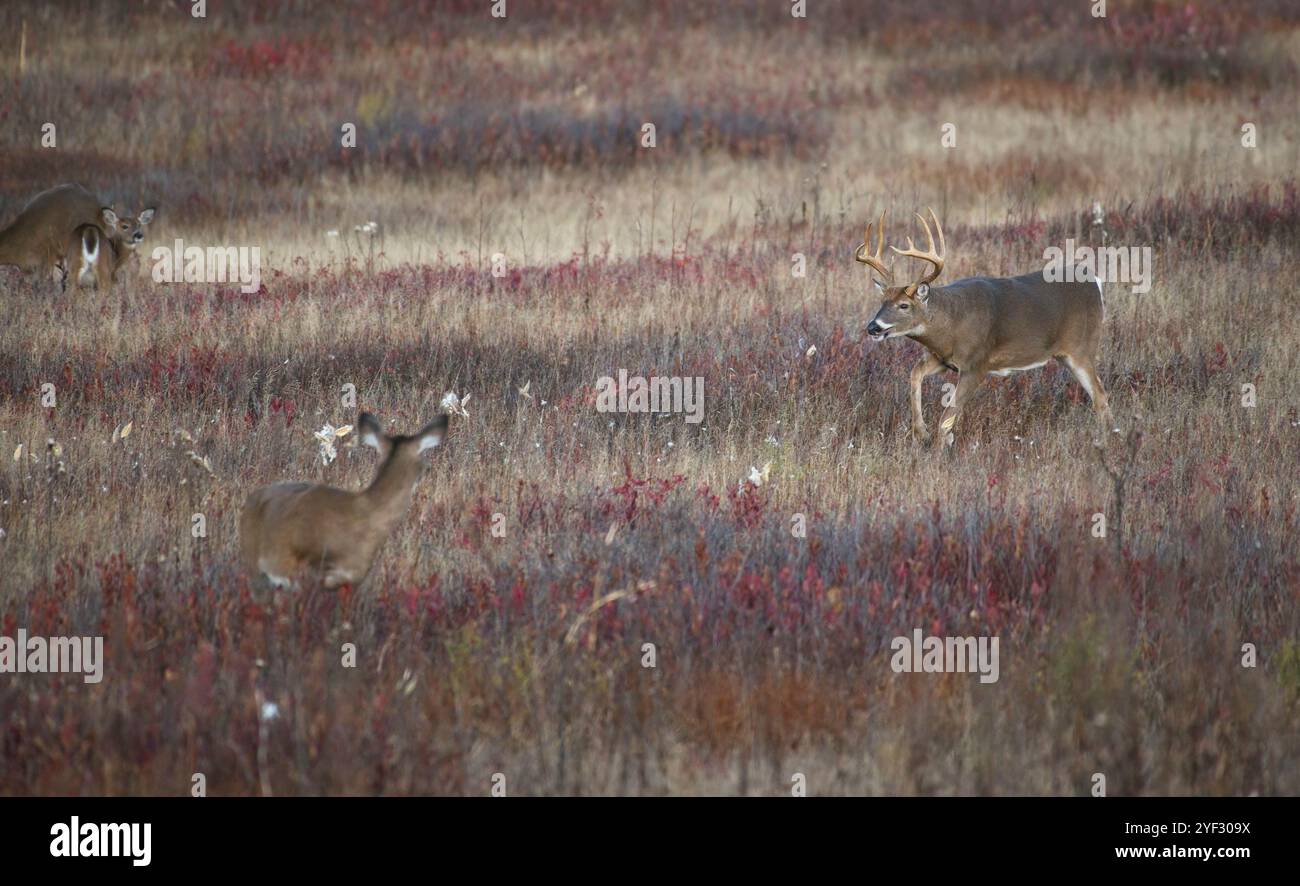 United States: 10-31-2024: Whitetail deer :: Odocoileus virginianus ...