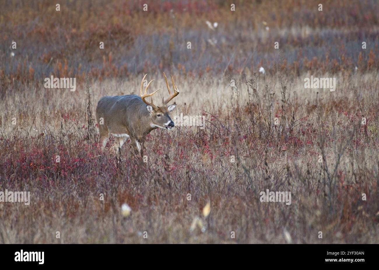 United States: 10-31-2024: Whitetail deer :: Odocoileus virginianus ...