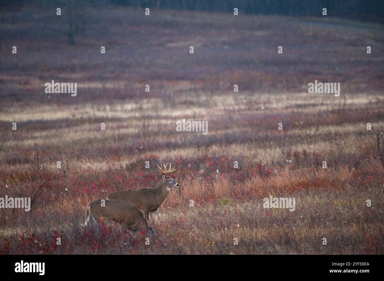 United States: 10-31-2024: Whitetail deer :: Odocoileus virginianus ...