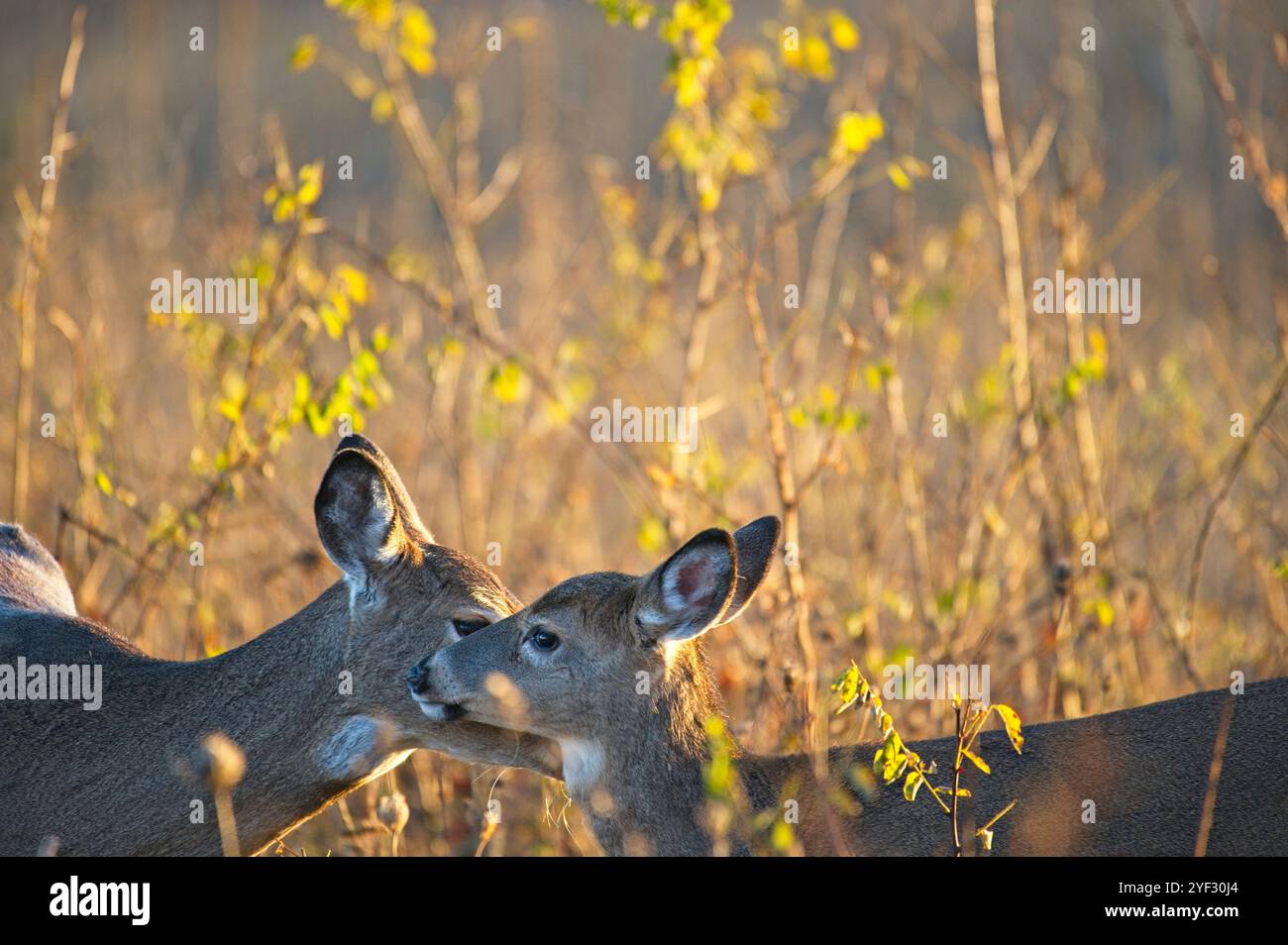 United States: 10-31-2024: Whitetail deer :: Odocoileus virginianus ...