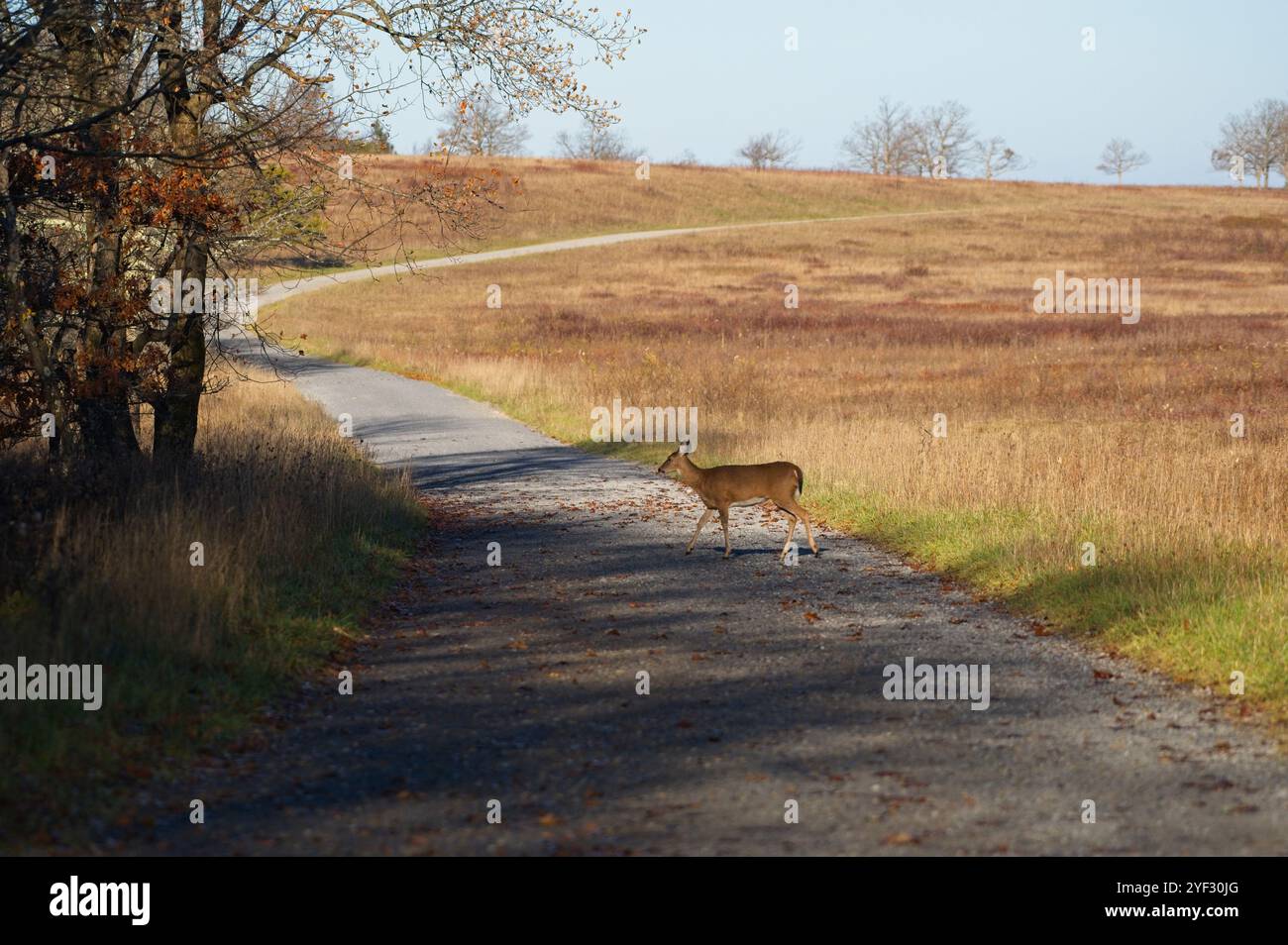 United States: 10-31-2024: Whitetail deer :: Odocoileus virginianus ...