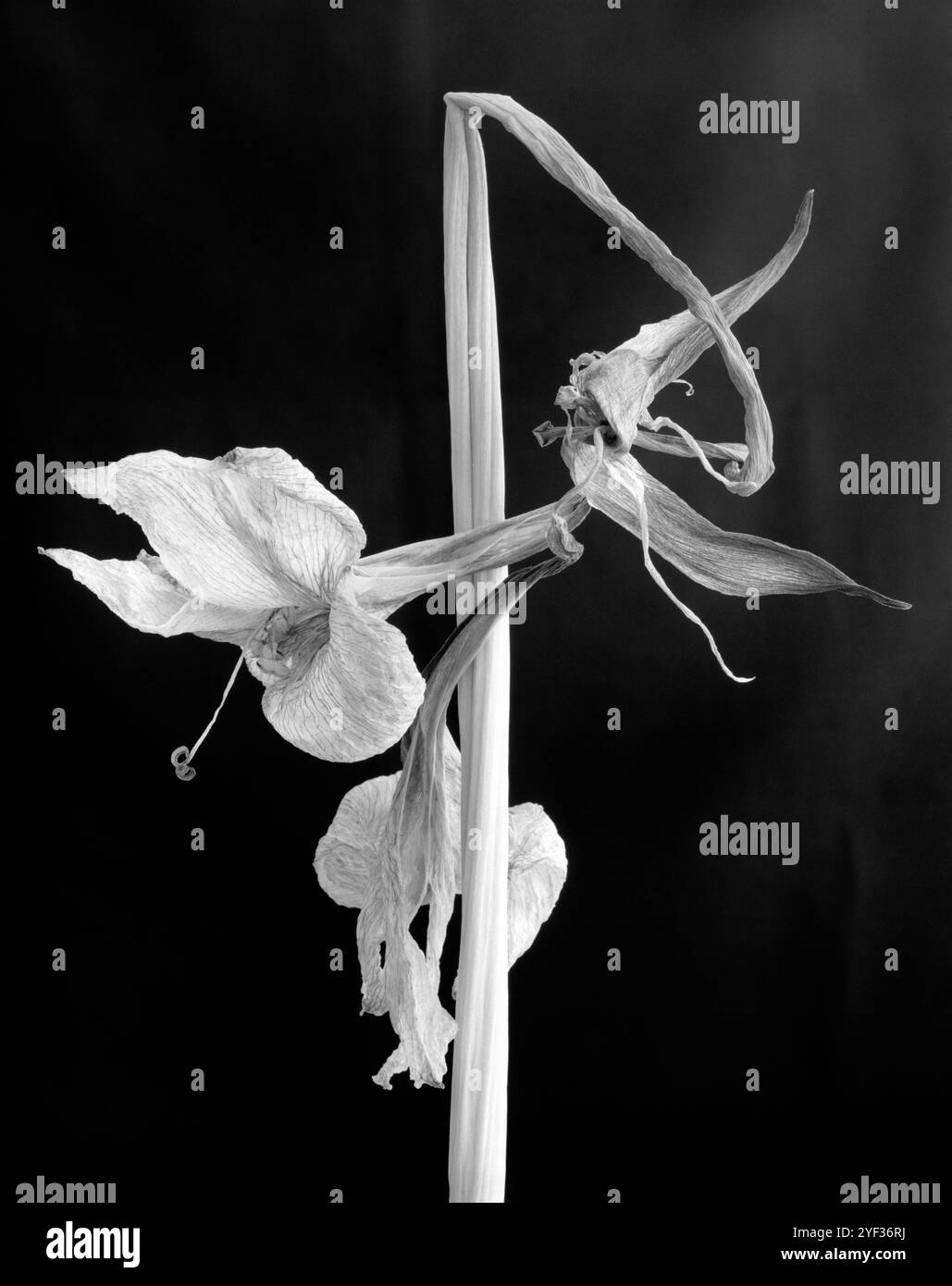 Wilted iris flower wilted flower hi-res stock photography and images ...