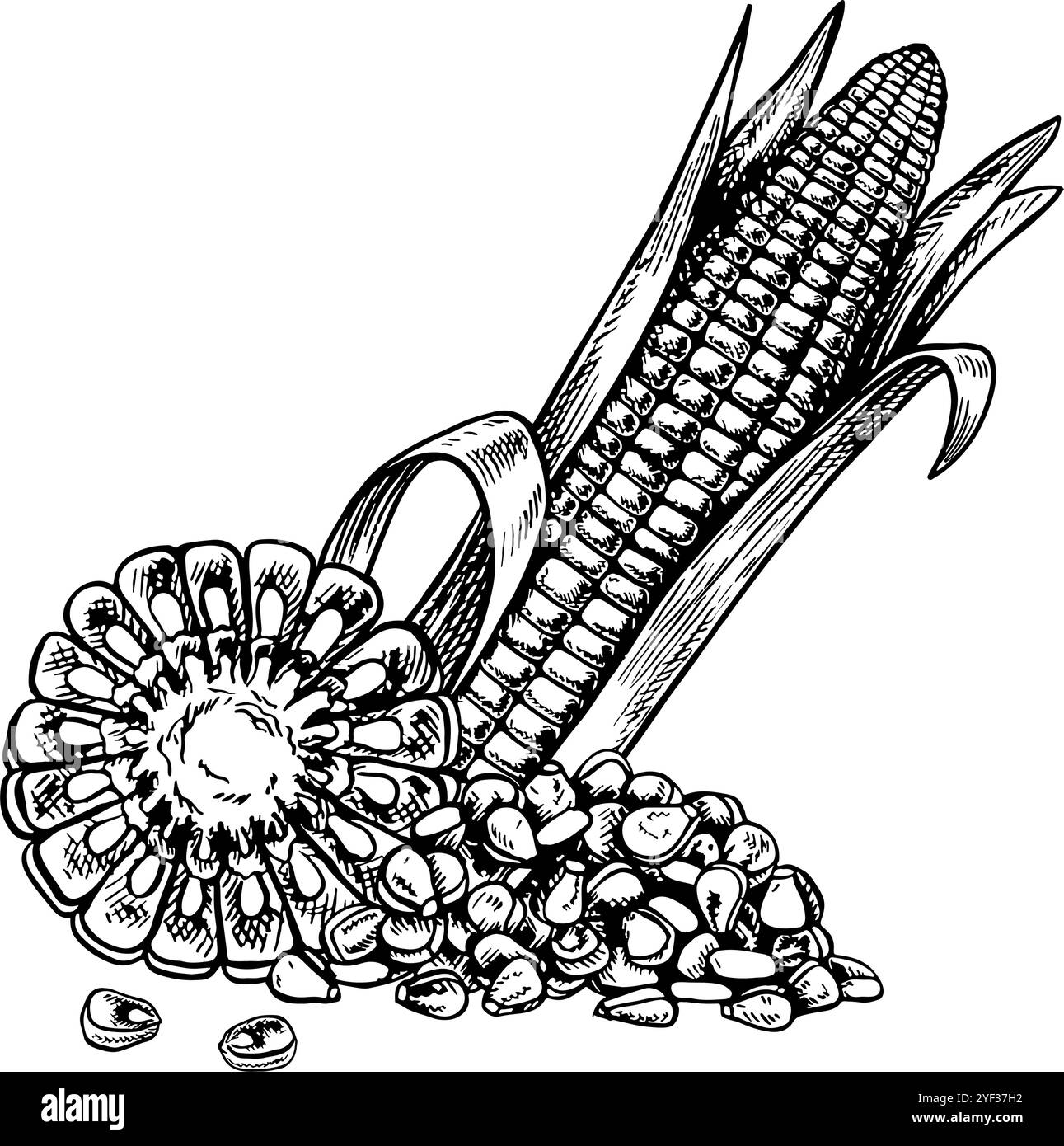 A corn cob, a split cob and a handful of corn kernels. Vector graphics ...