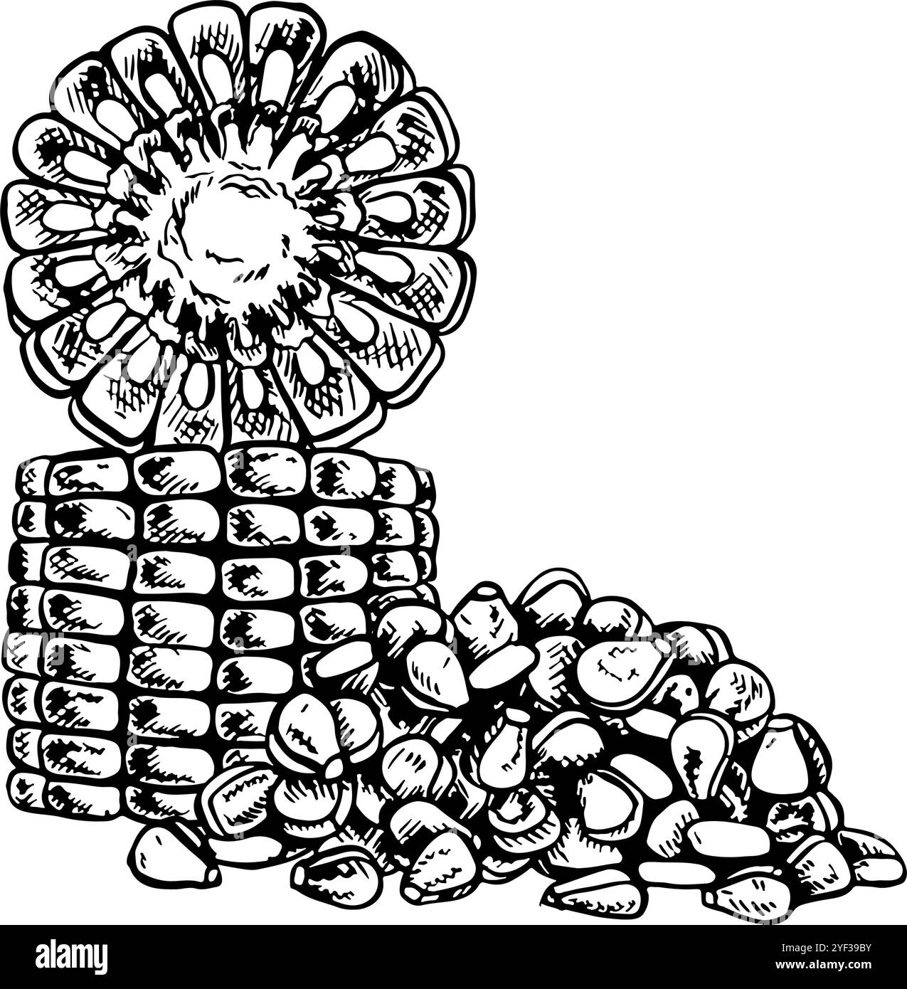 Sliced corn cobs and a handful of grains. Vector graphics with the ...