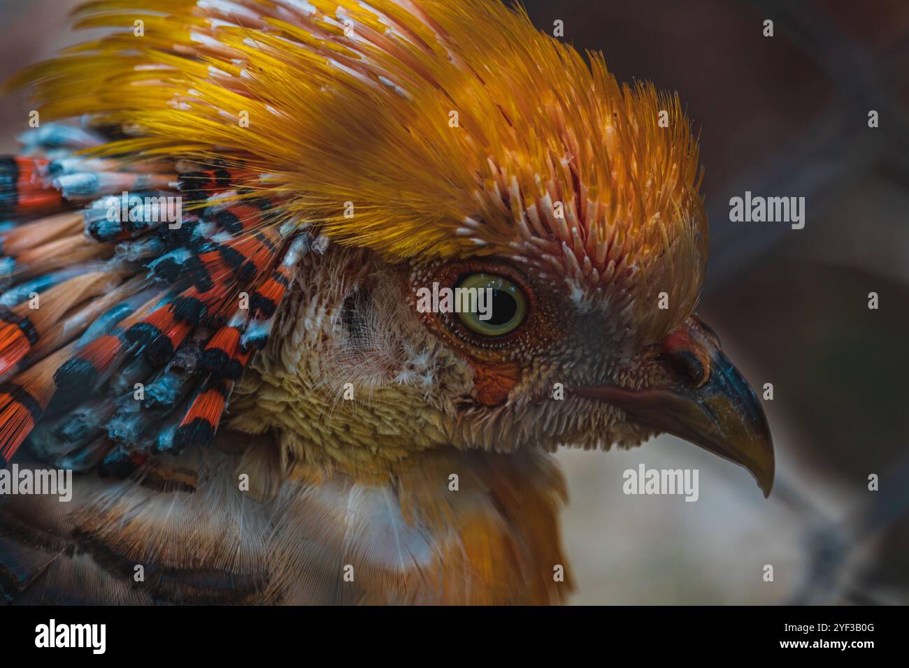 Chrysolophus pictus, Golden pheasant beautiful bird with very colorful ...