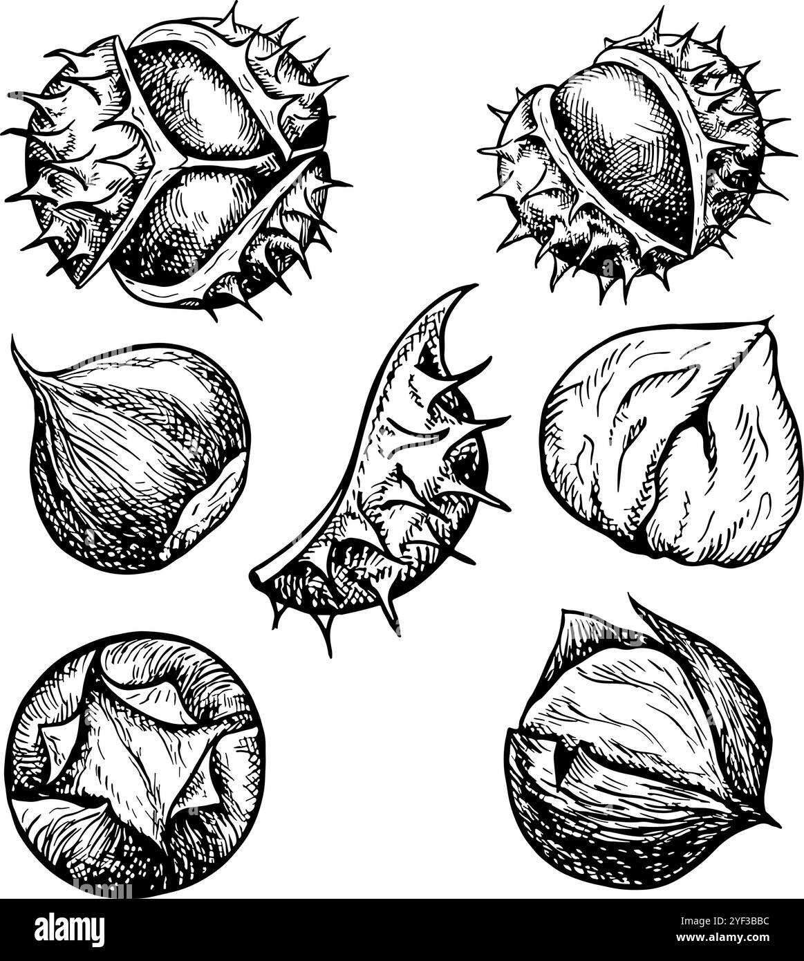 A set with chestnut fruits. Vector graphics depicting chestnut fruits ...