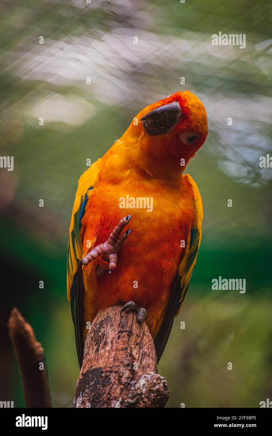 The sun conure Aratinga solstitialis cleans the beak on a branch Stock ...