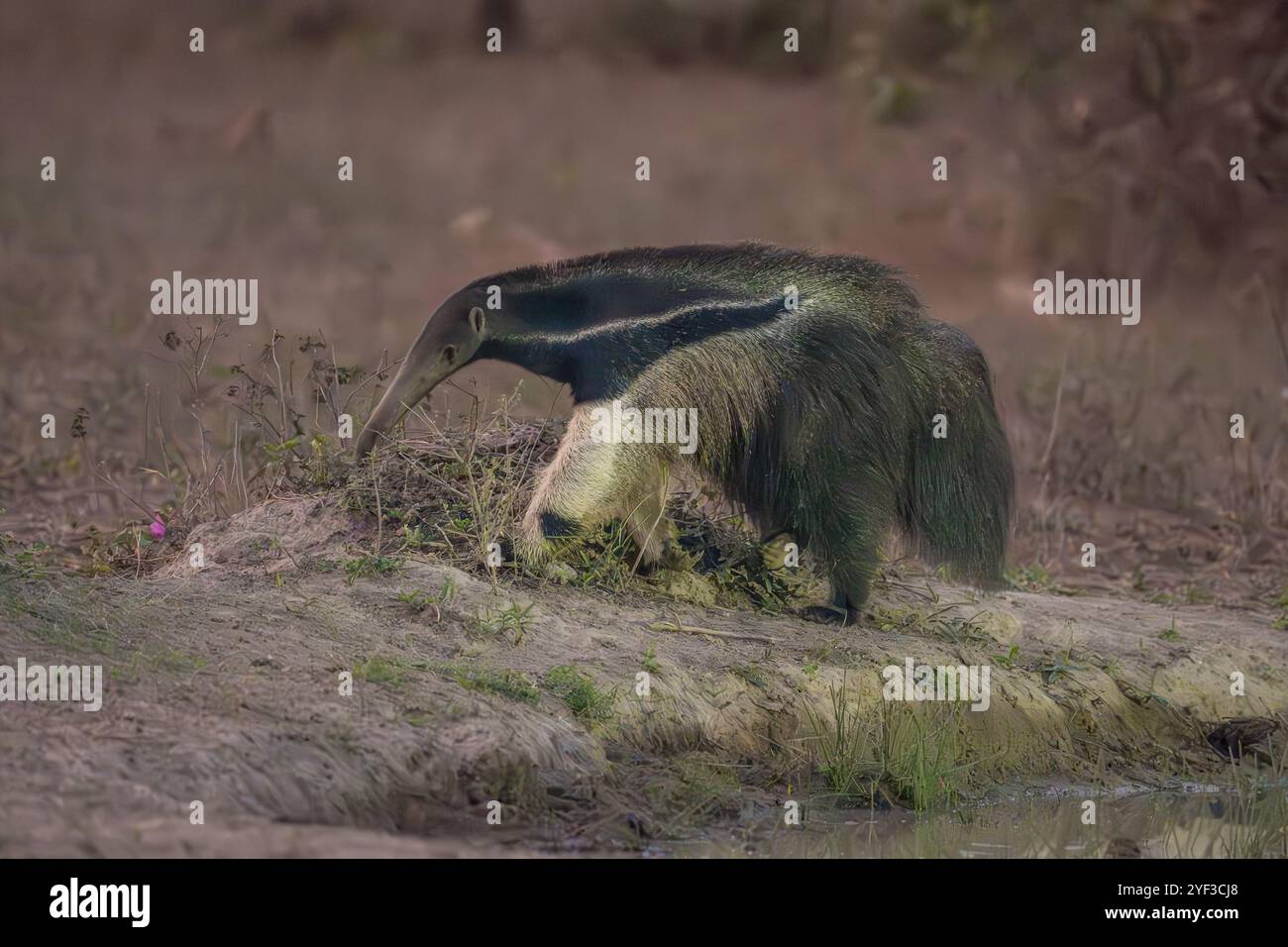 Giant ant eater - early morning Stock Photo - Alamy