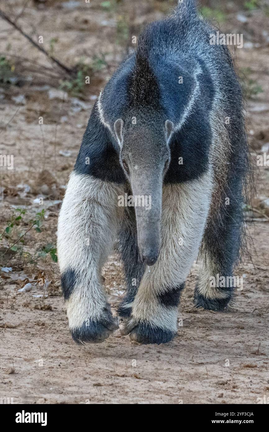 Ant eather hi-res stock photography and images - Alamy