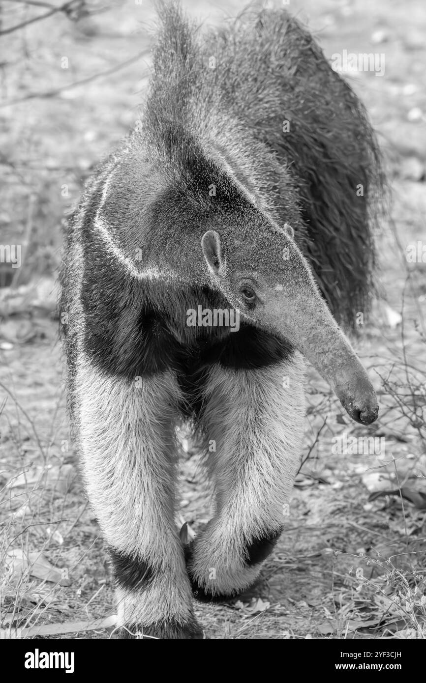 Black and white close up of Giant Ant eater Stock Photo - Alamy
