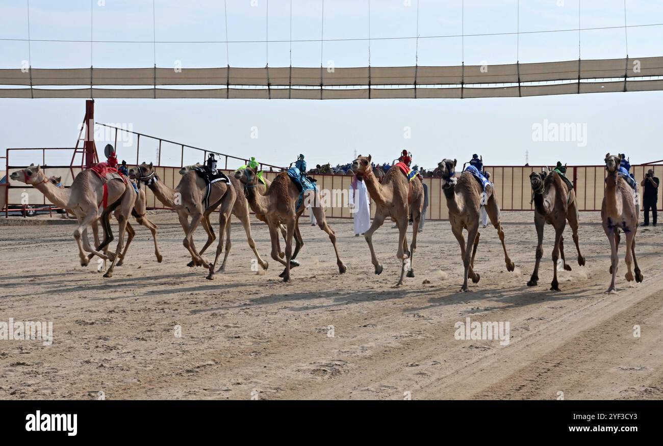 Ahmadi, Kuwait. 2nd Nov, 2024. Camels compete during a race in Ahmadi ...
