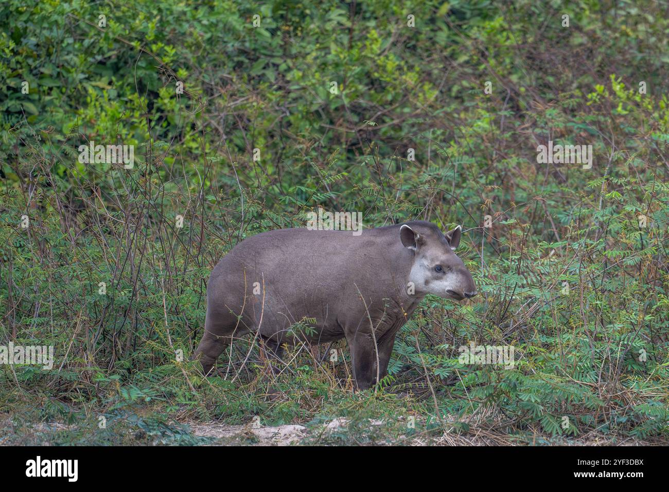Brazilian Tapir standing at the edge of dense jungle foliage Stock ...