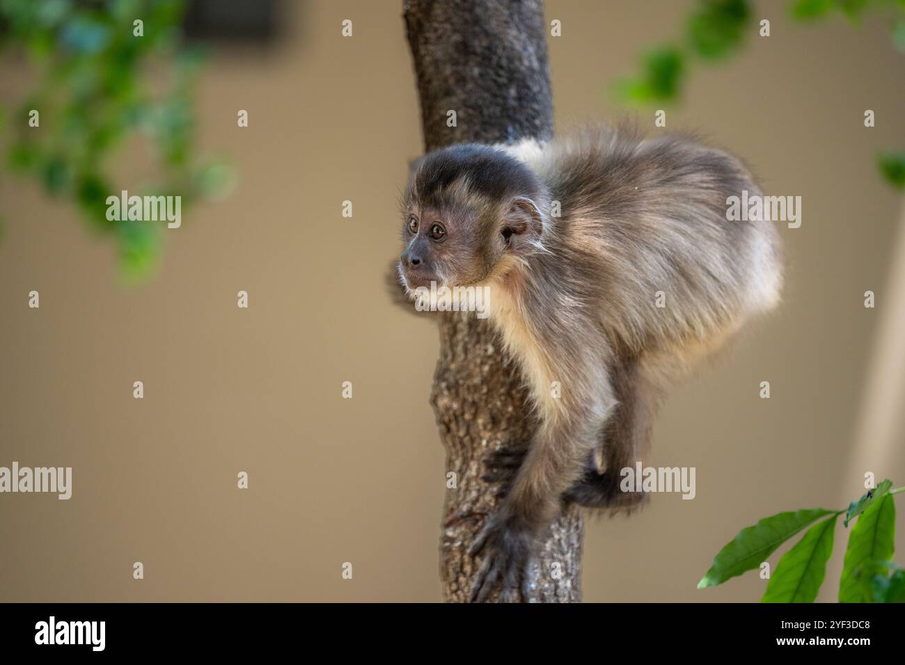 Capuchin monkey clinging on a slim tree trunk Stock Photo - Alamy