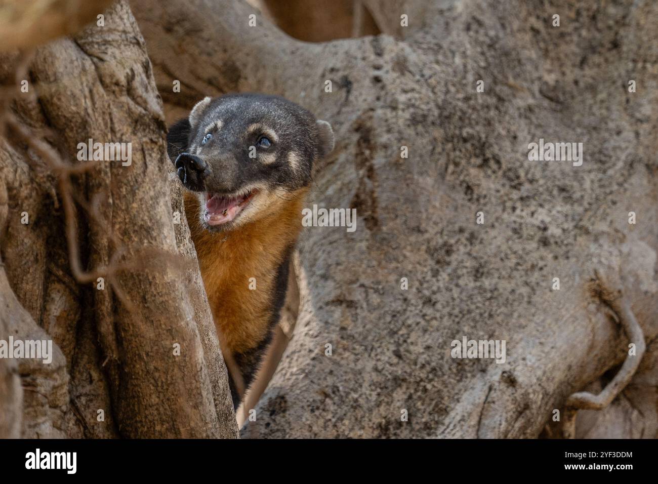 Coati in the branches of a tree Stock Photo - Alamy
