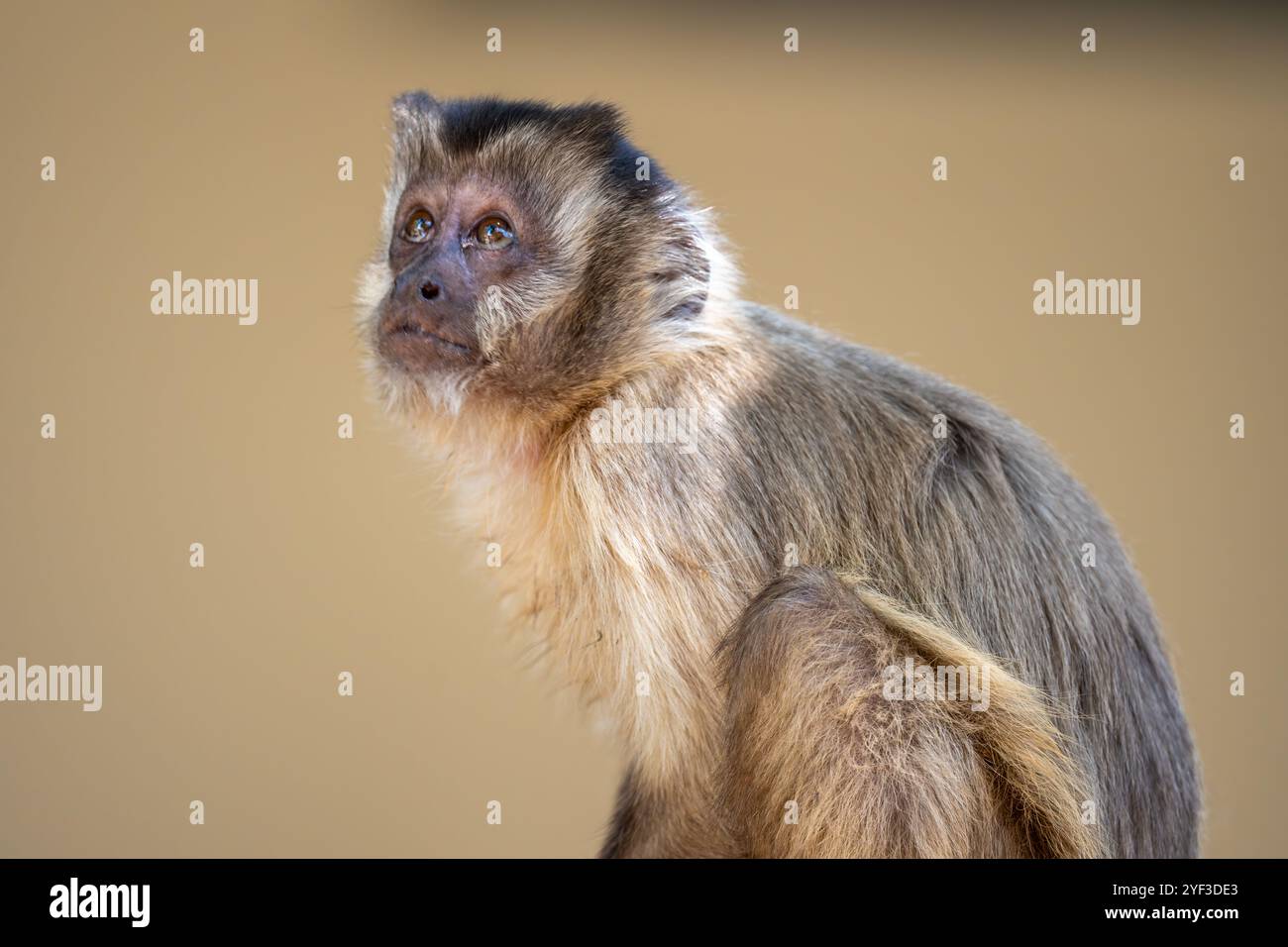 Baby brown capuchin monkey hi-res stock photography and images - Alamy