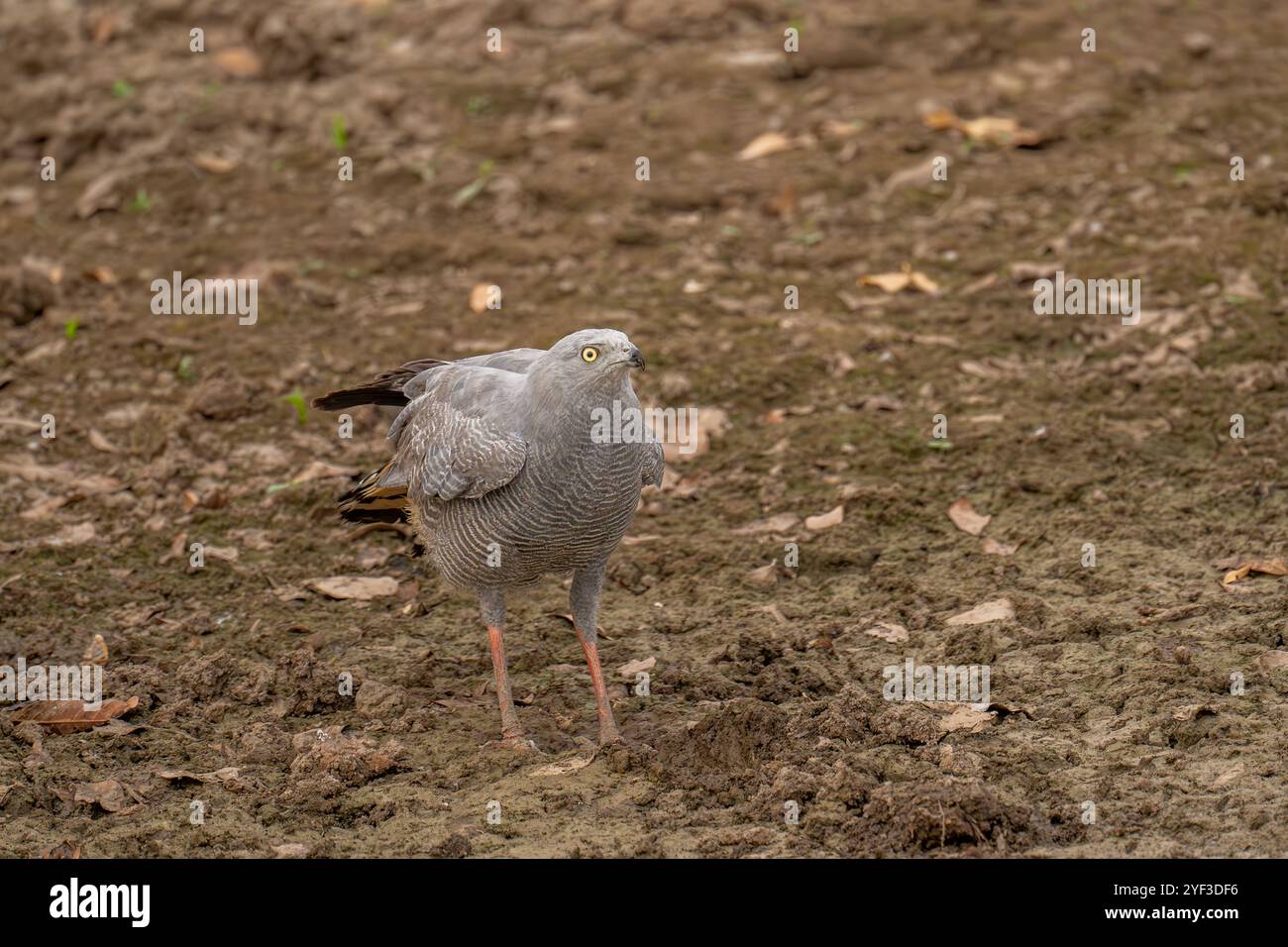 Crane Hawk walking Stock Photo - Alamy
