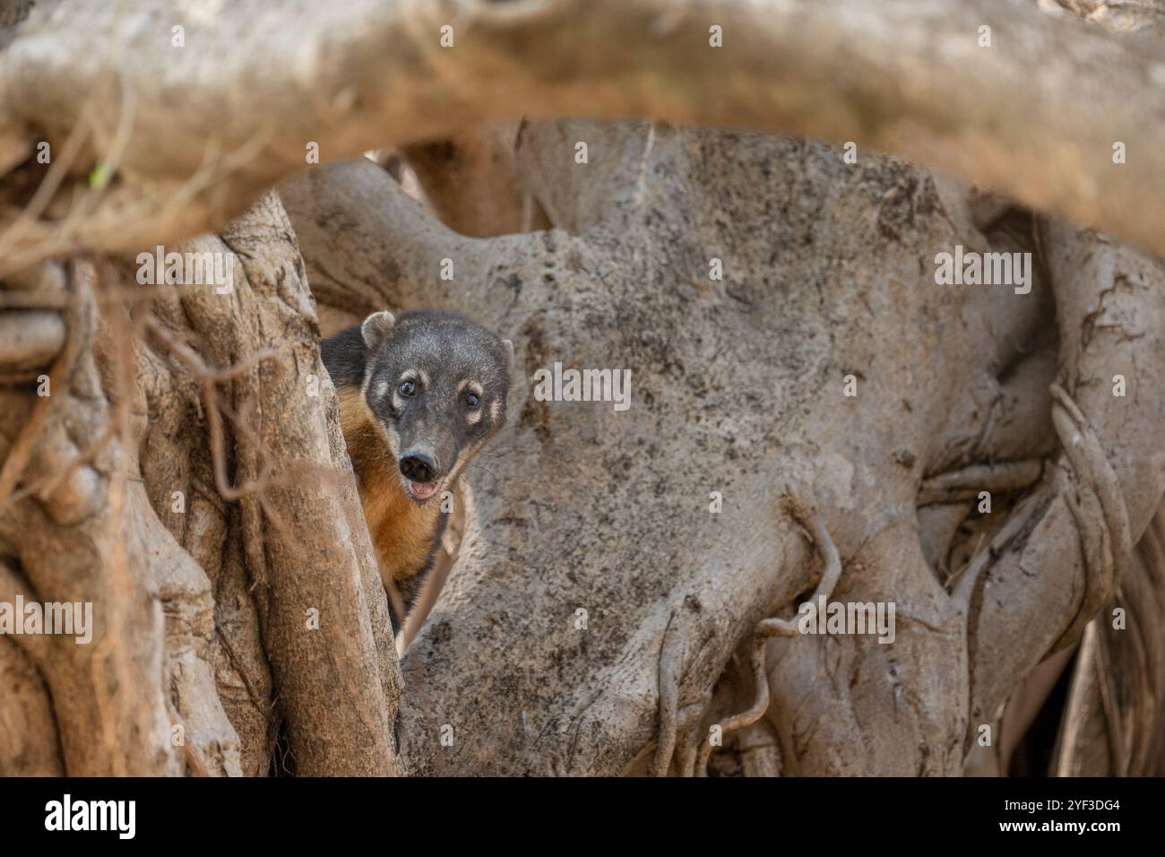 Coati in the branches of a tree Stock Photo - Alamy