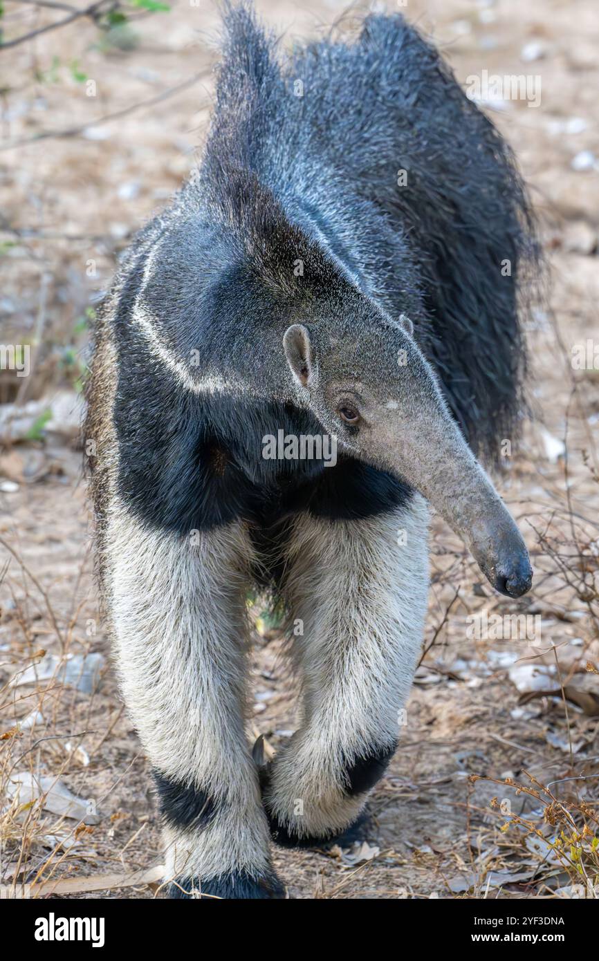 Ant eather hi-res stock photography and images - Alamy