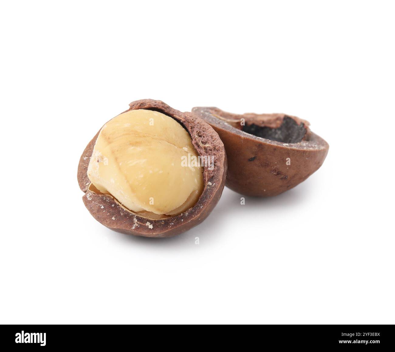 Macadamia nut with shell isolated on white Stock Photo - Alamy