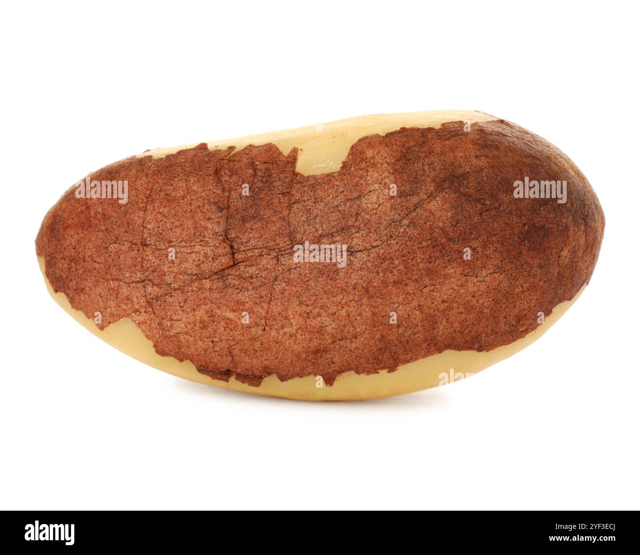 One tasty Brazil nut isolated on white Stock Photo - Alamy
