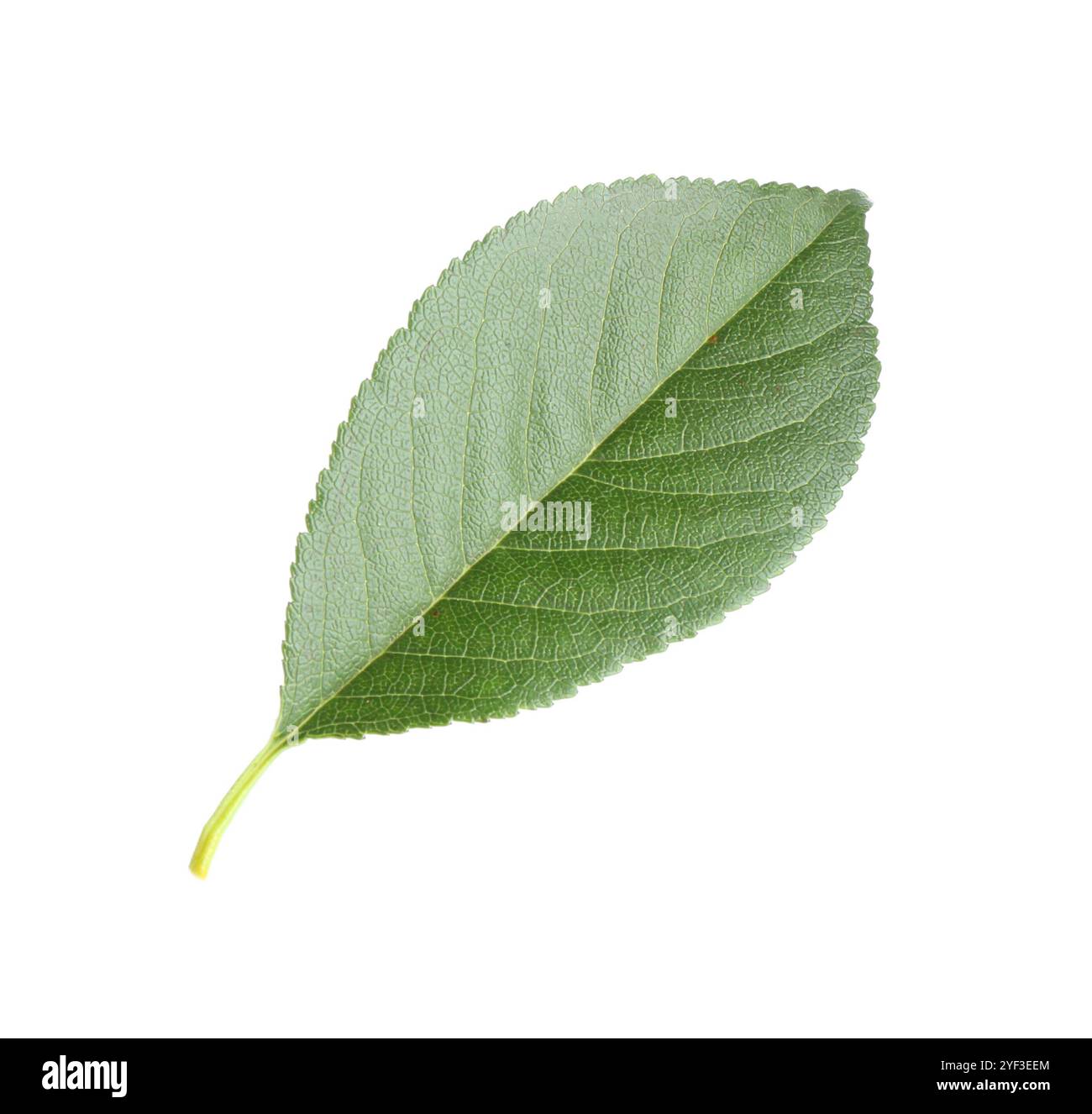 Apple tree leaf hi-res stock photography and images - Alamy