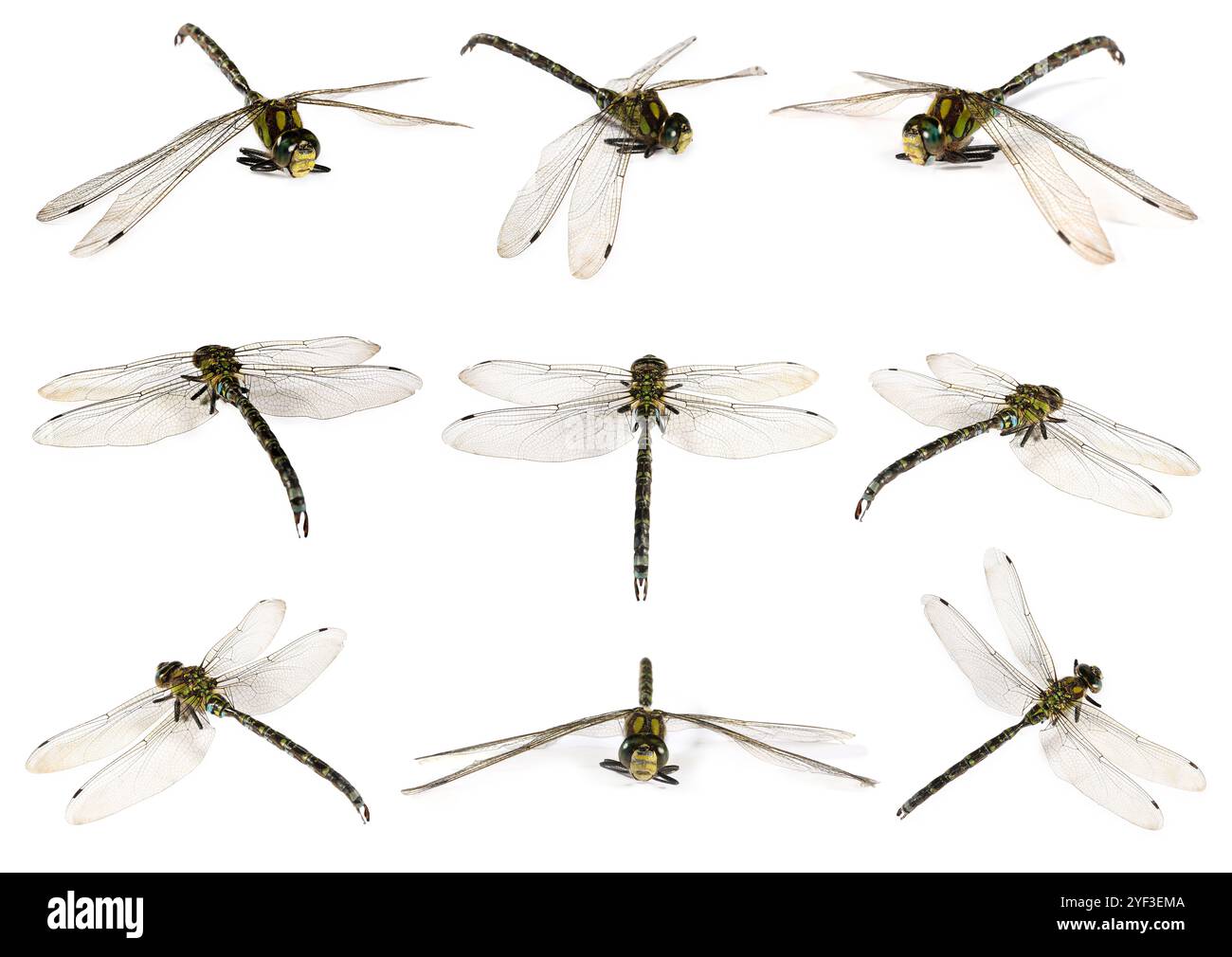Dragonfly isolated on white, collage. Flying insect Stock Photo - Alamy