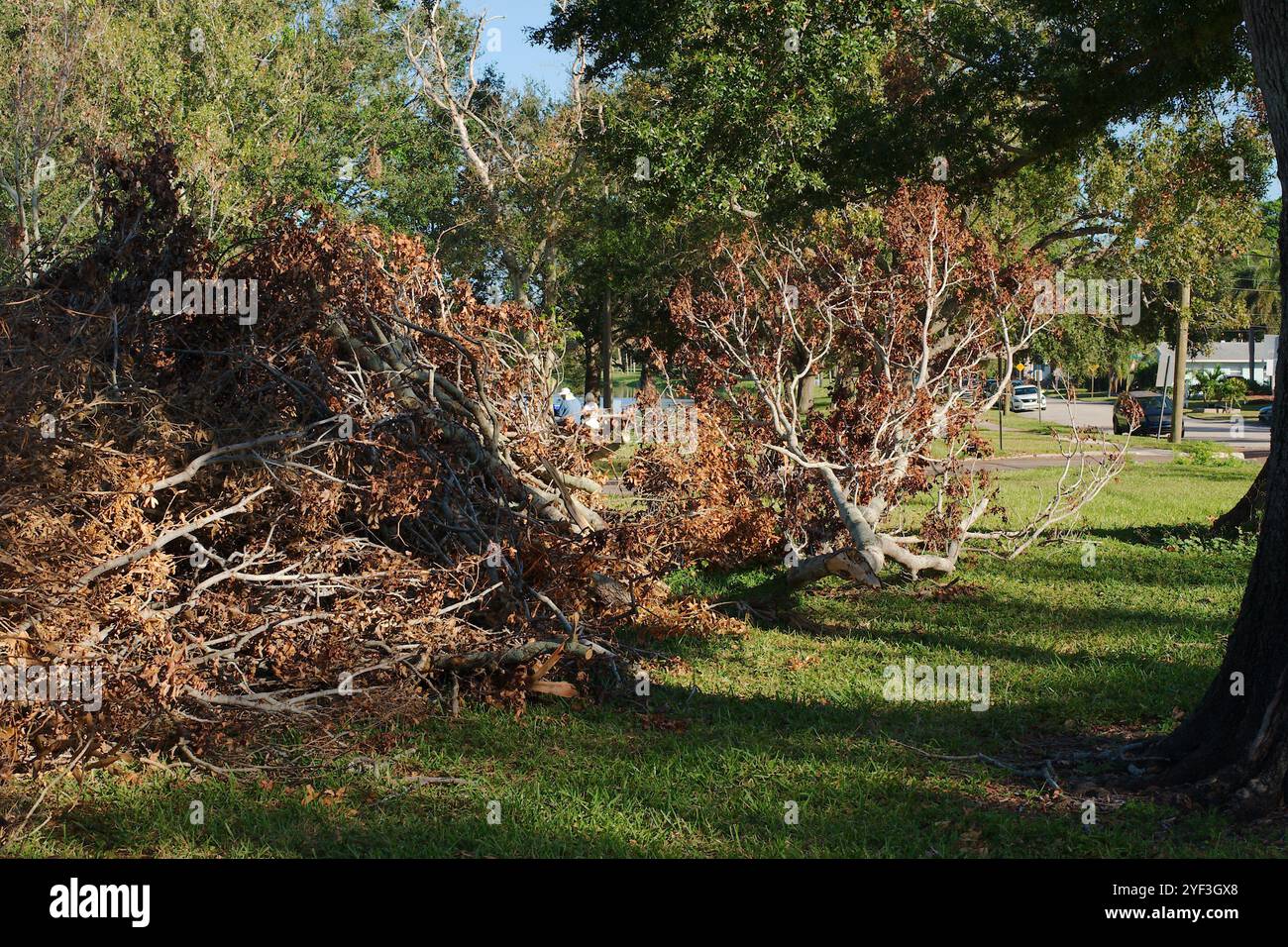 Wide View piles of brown tree limbs and brush from Milton Hurricane ...