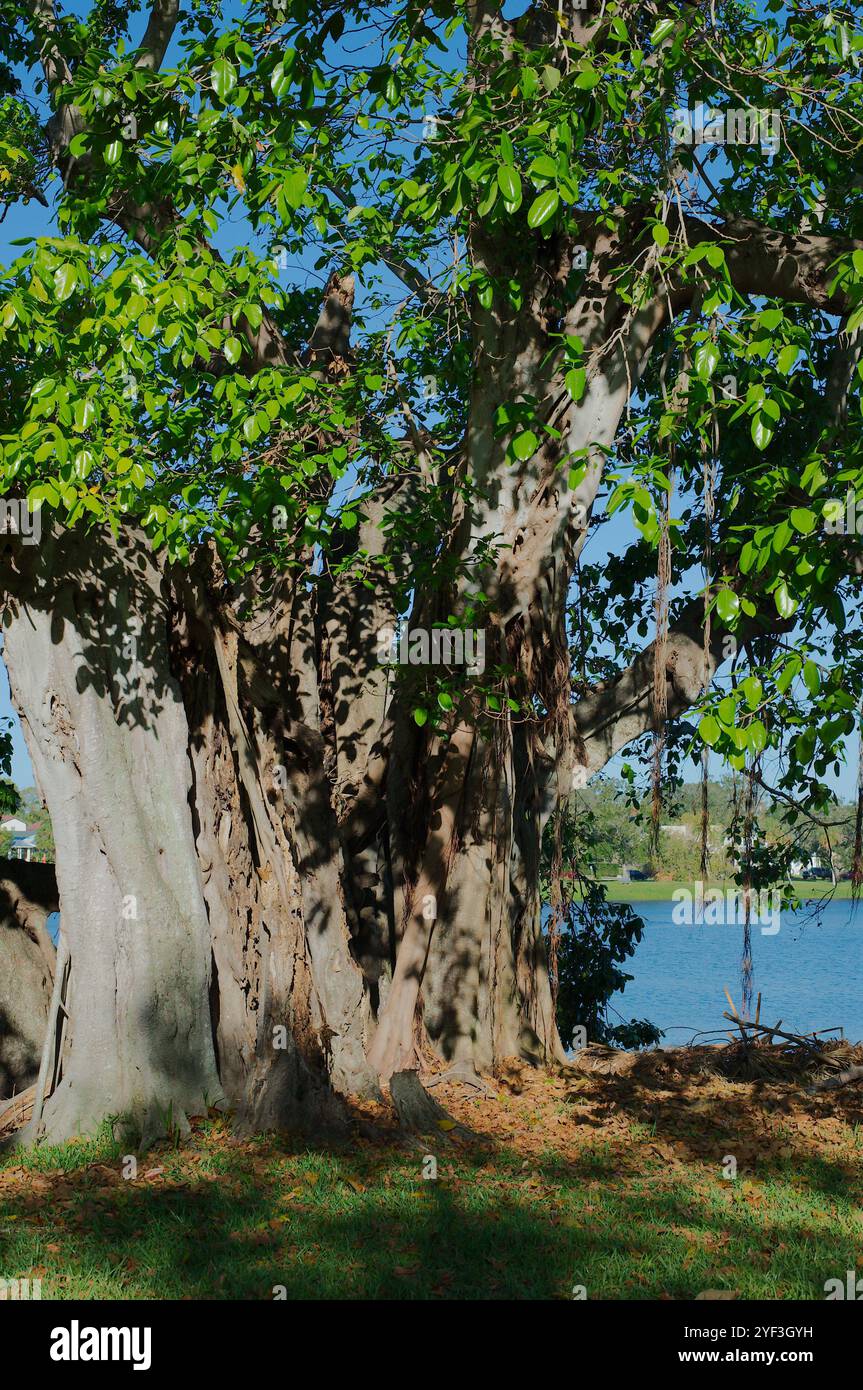 Large banyan tree early morning sunshine and shade Crescent Lake Park ...