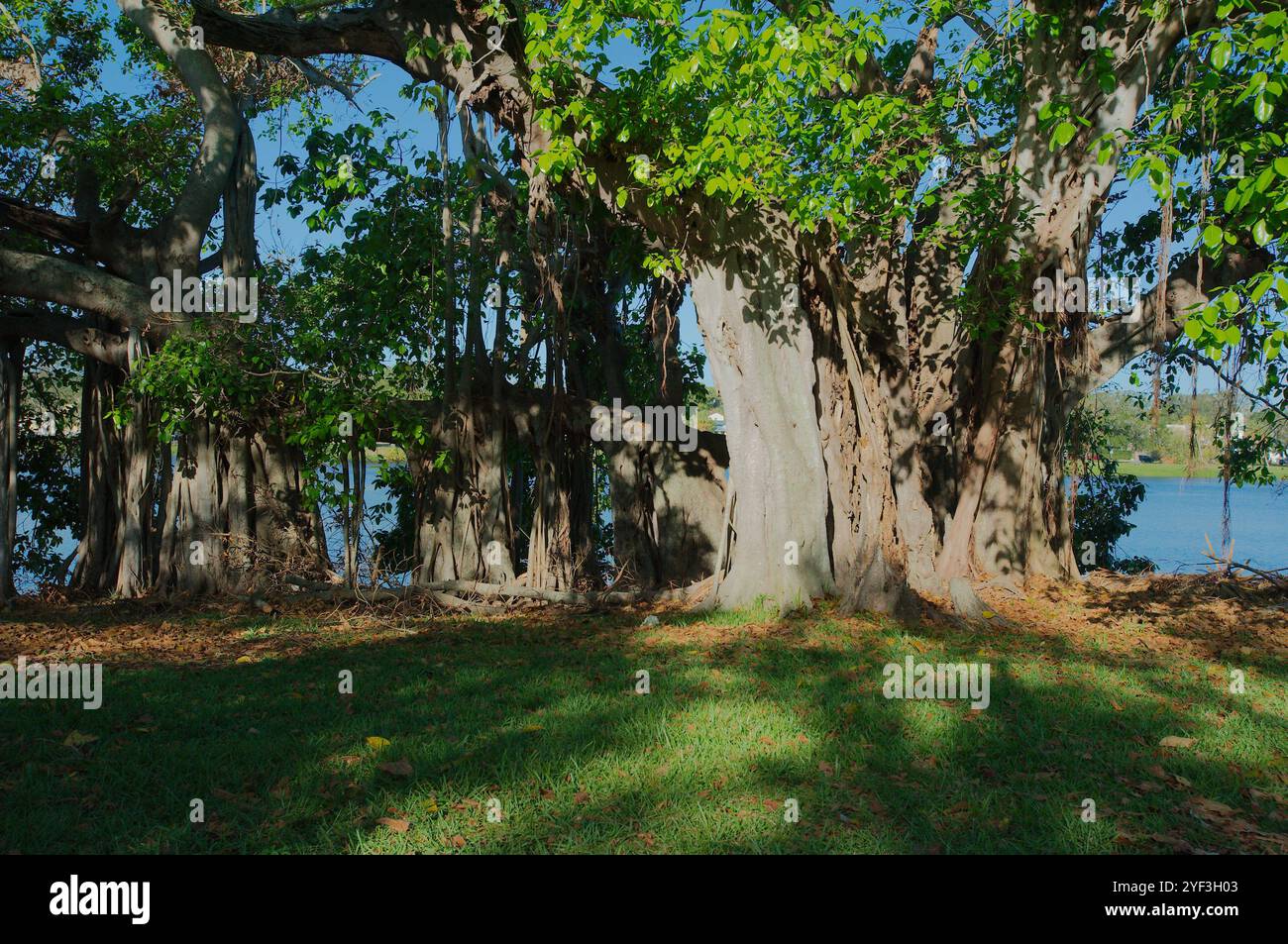 Large banyan tree early morning sunshine and shade Crescent Lake Park ...