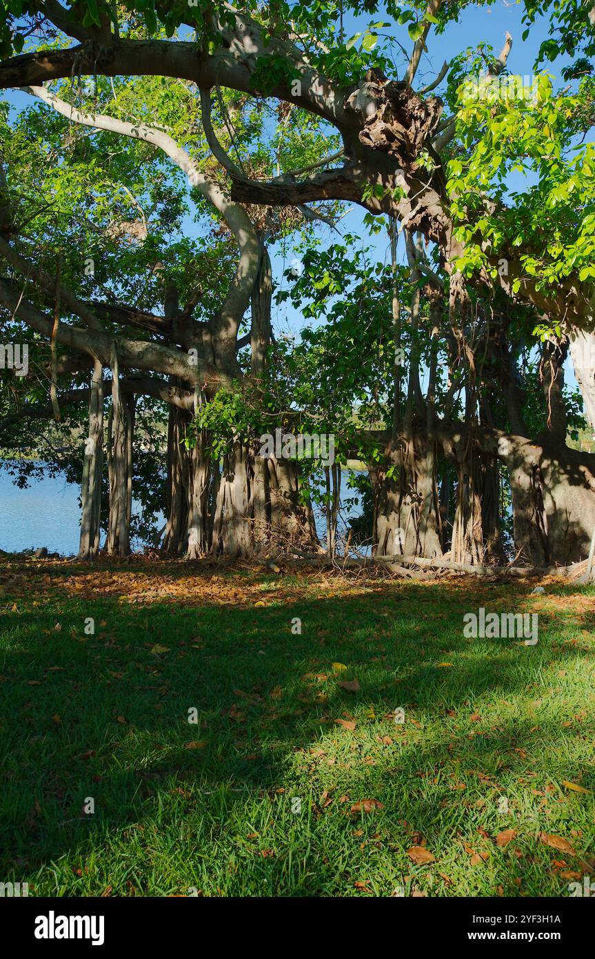 Banyan tree light and shade hi-res stock photography and images - Alamy