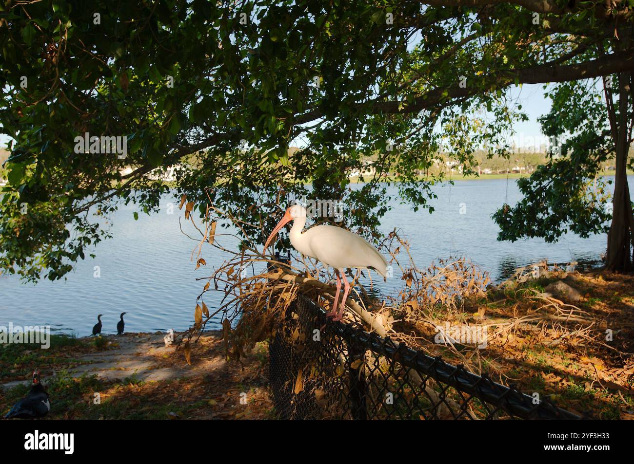 Ibis in shade hi-res stock photography and images - Alamy