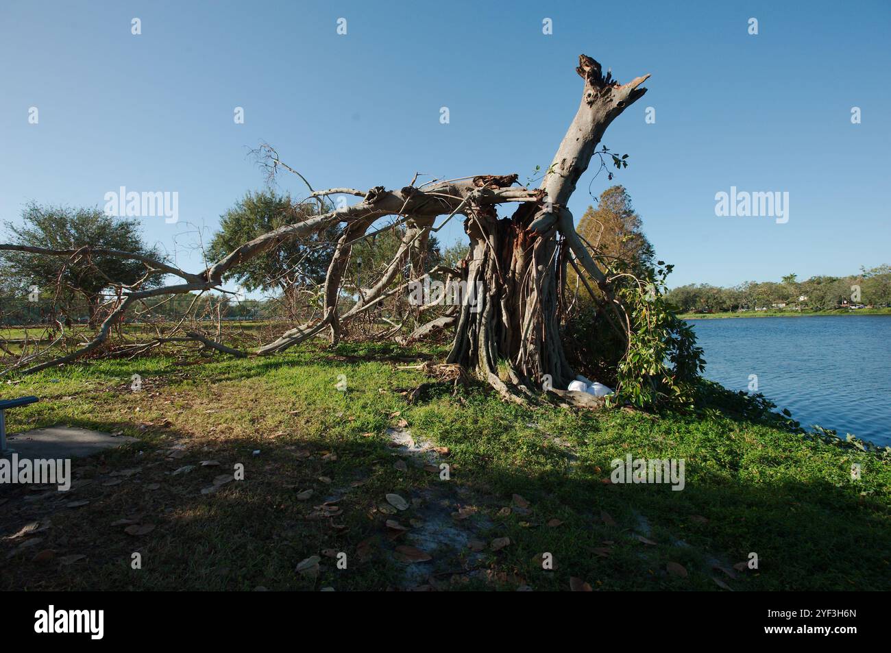 Damaged by hurricane Milton winds Large banyan tree early morning ...